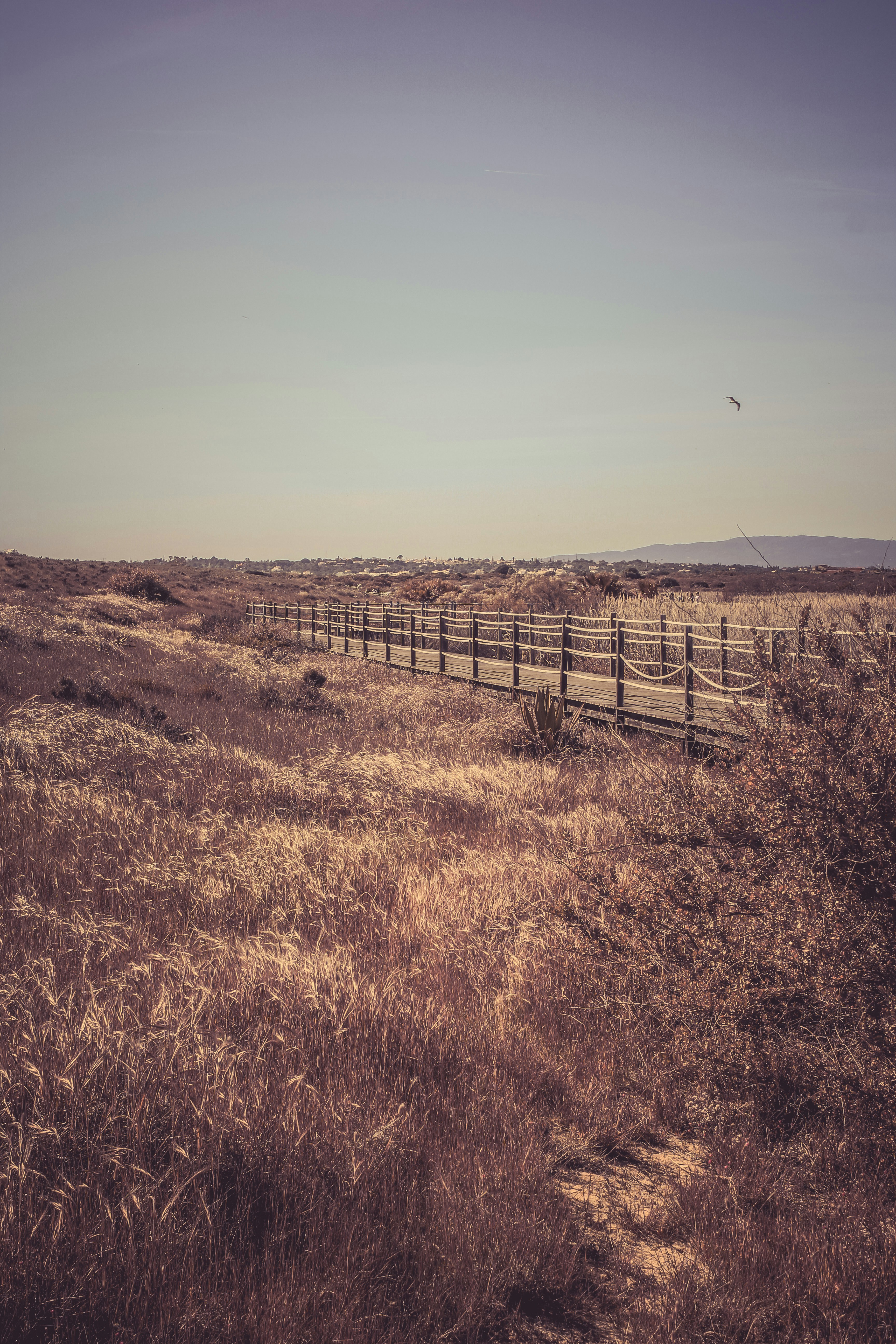 Dusty Boardwalk Through Prairie Light