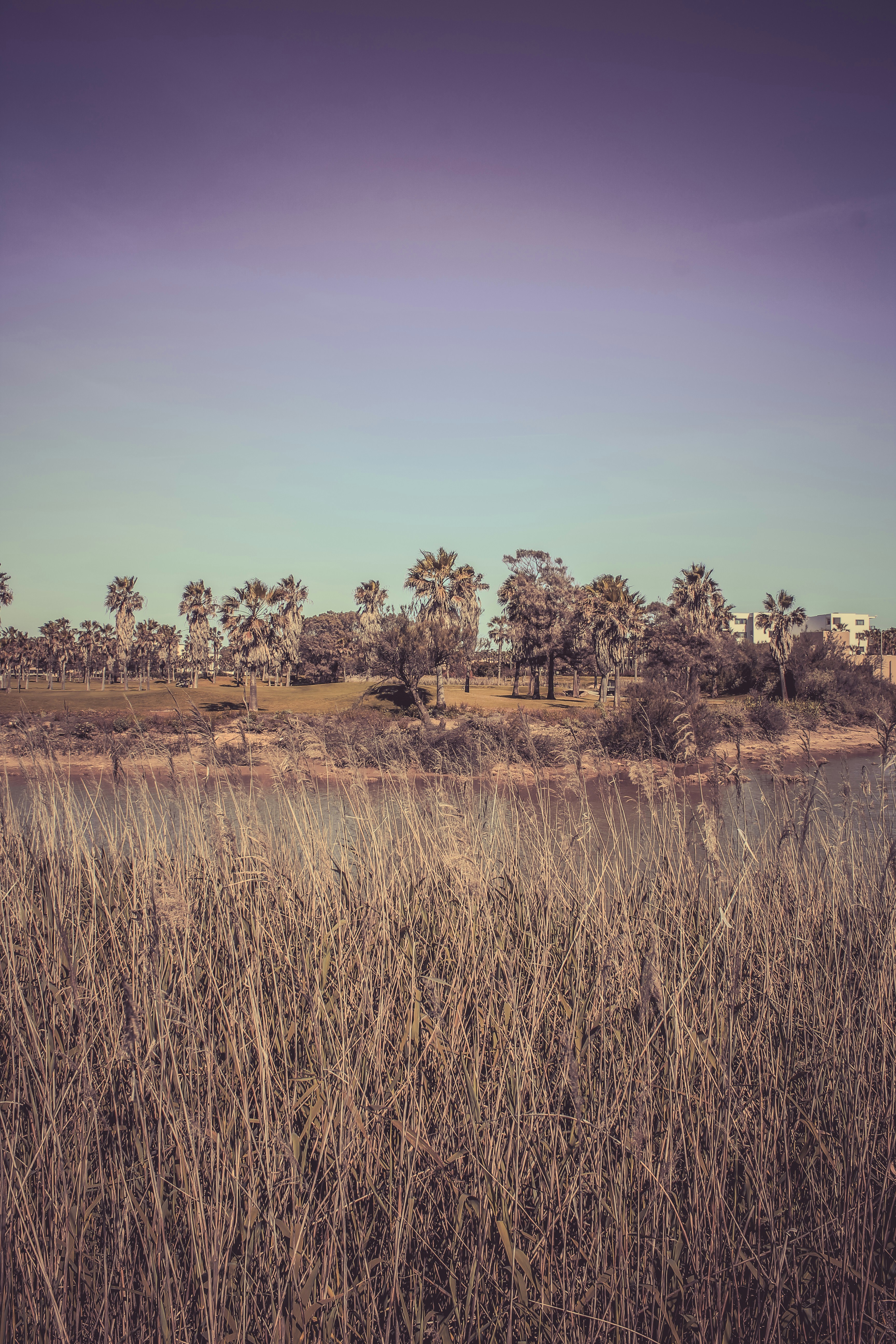 Coastal grasses frame a palm-lined horizon at golden hour
