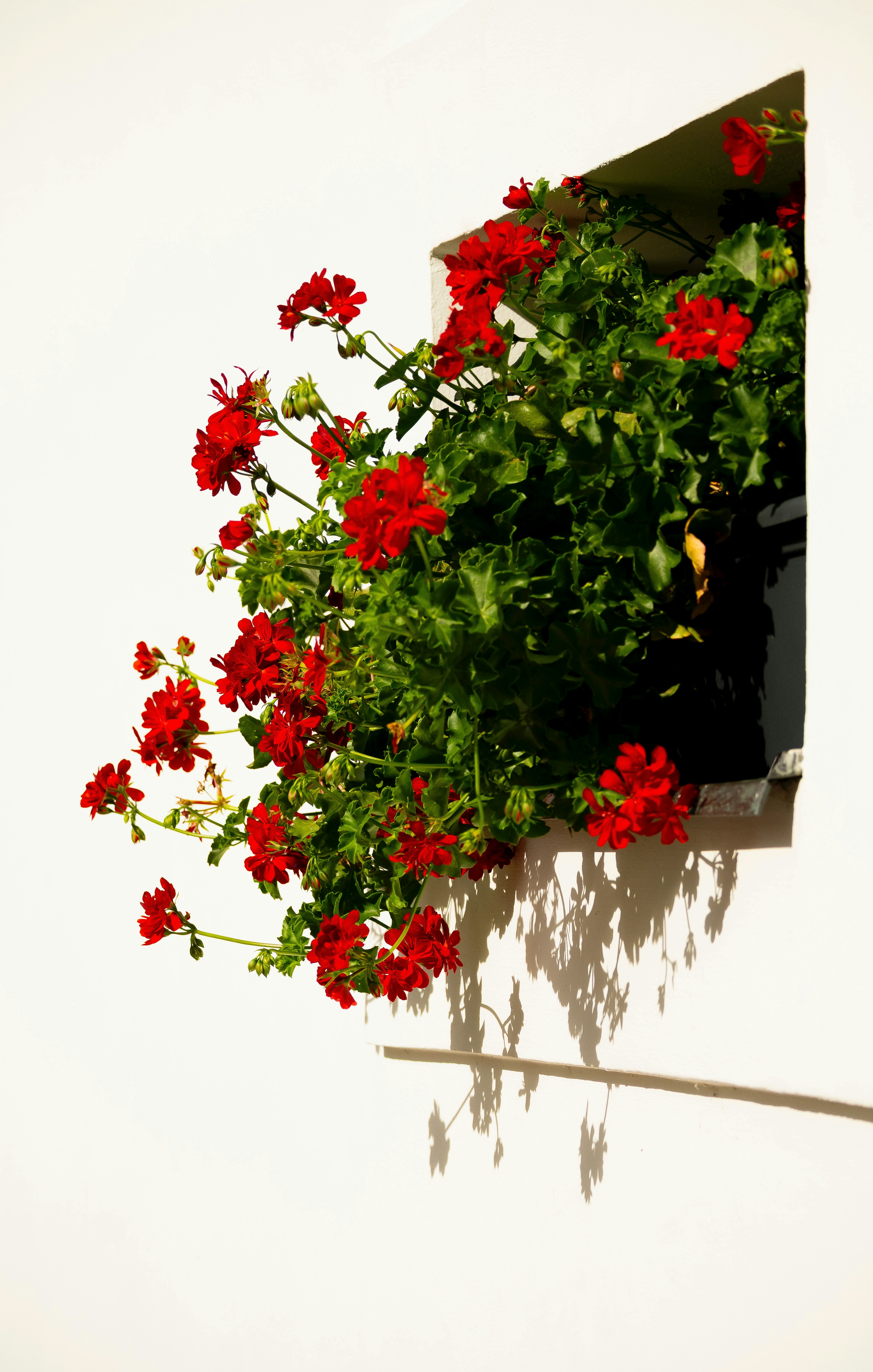 Window Box in Sunlight: Red Blooms spilling from a White Wall