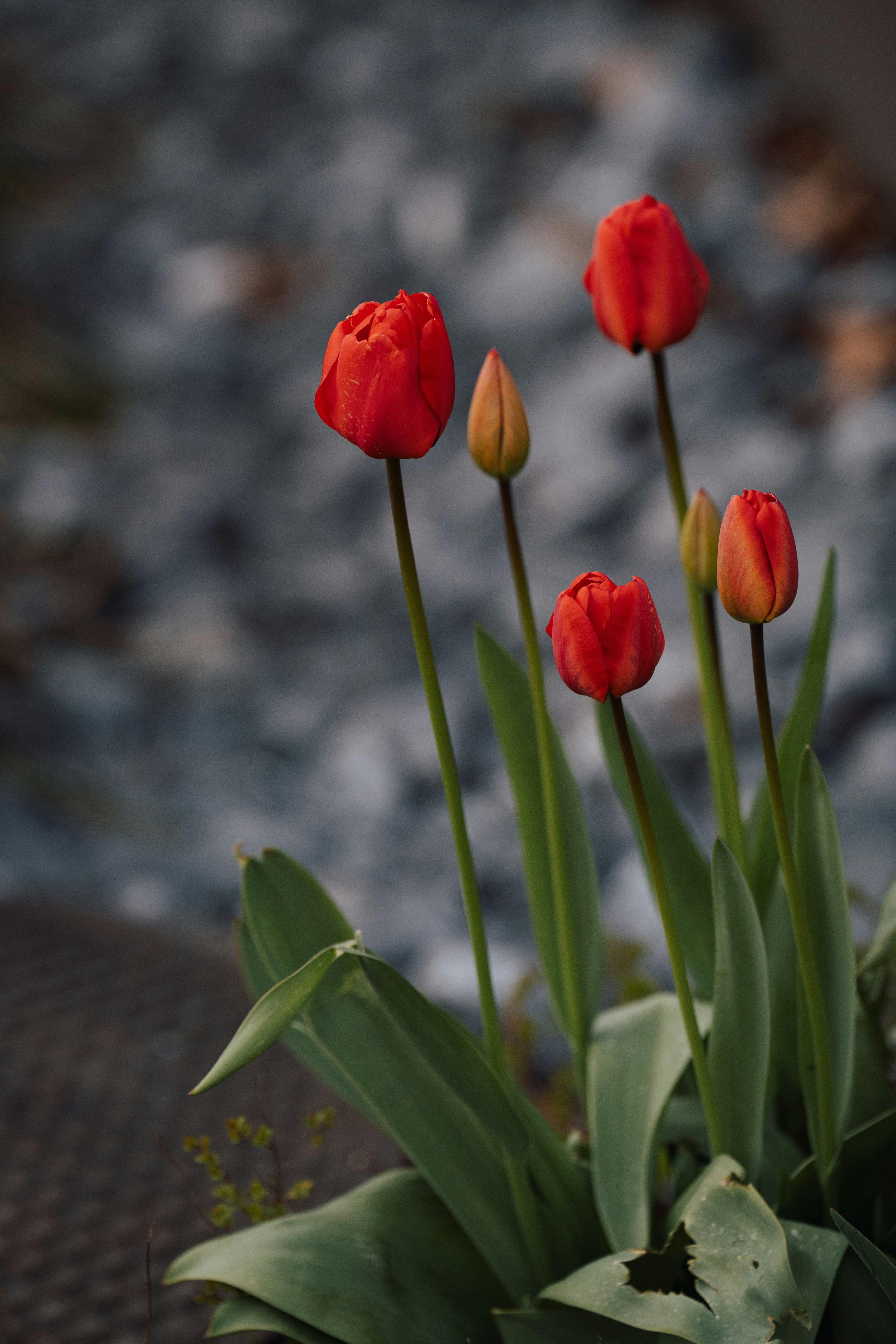 Red Tulips Reaching for Soft Evening Light