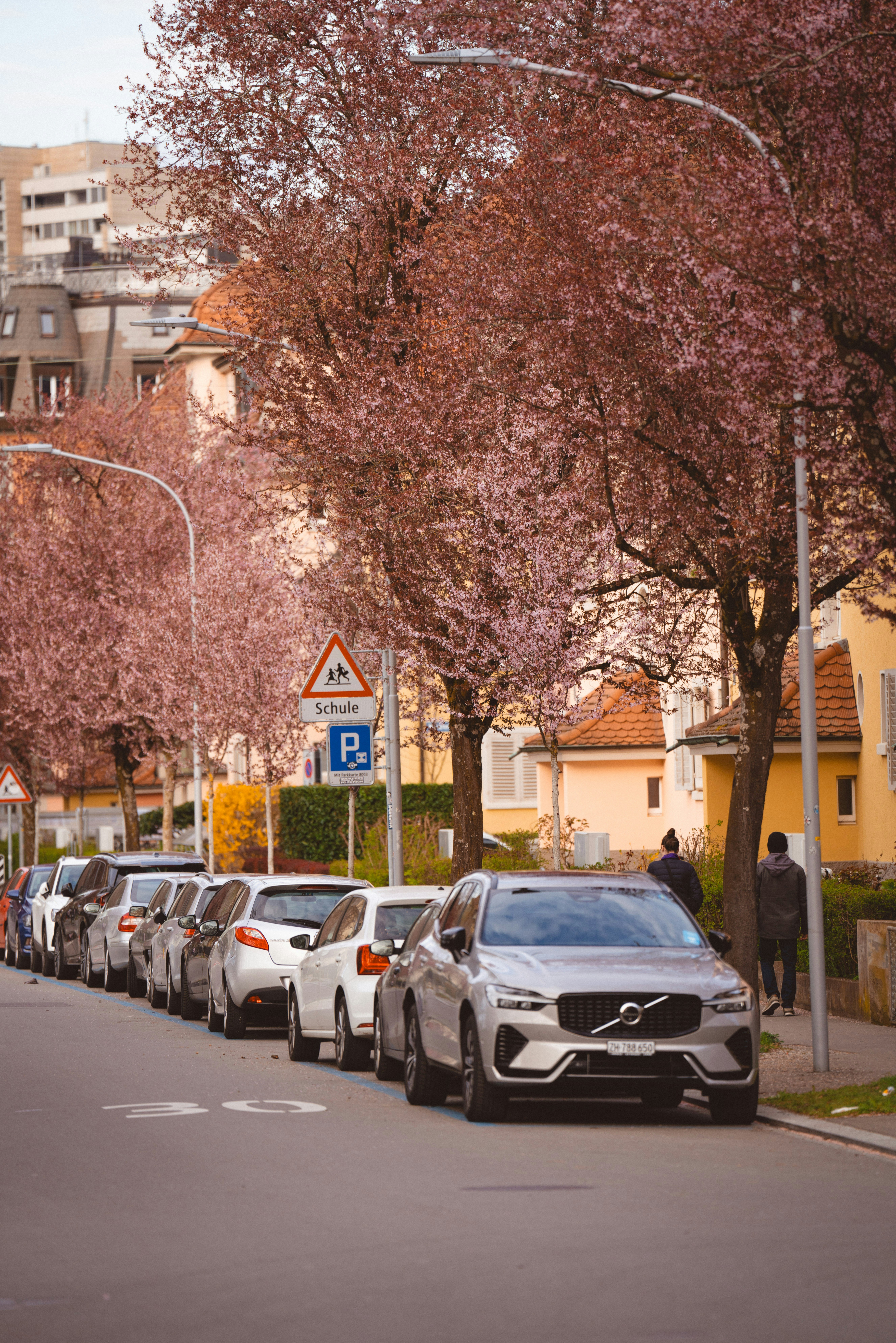Spring Street Lines: Blooming Trees Over a Quiet Urban Lane