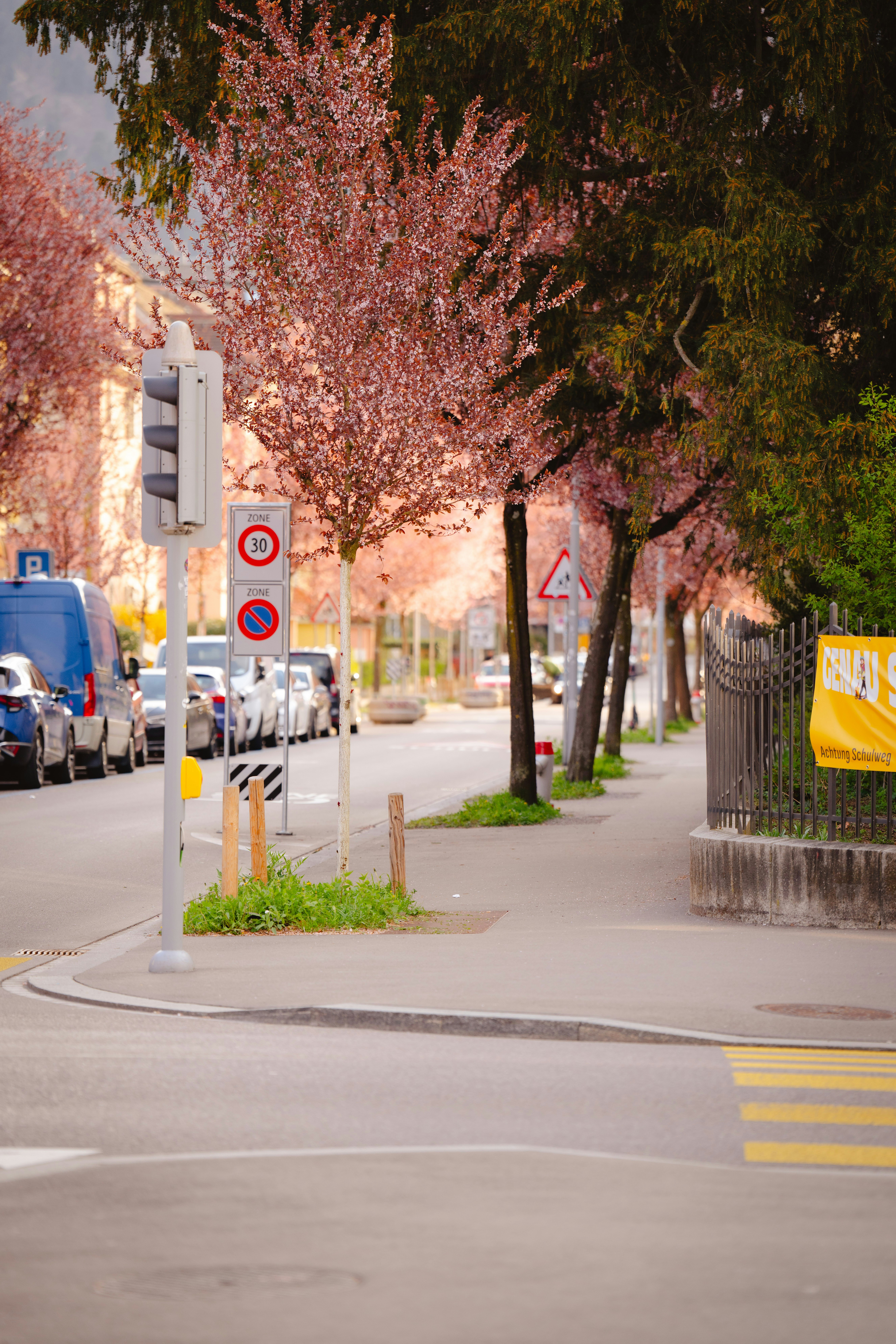 Spring Street in Bloom: Pink Chrystals on a Quiet Urban Walk
