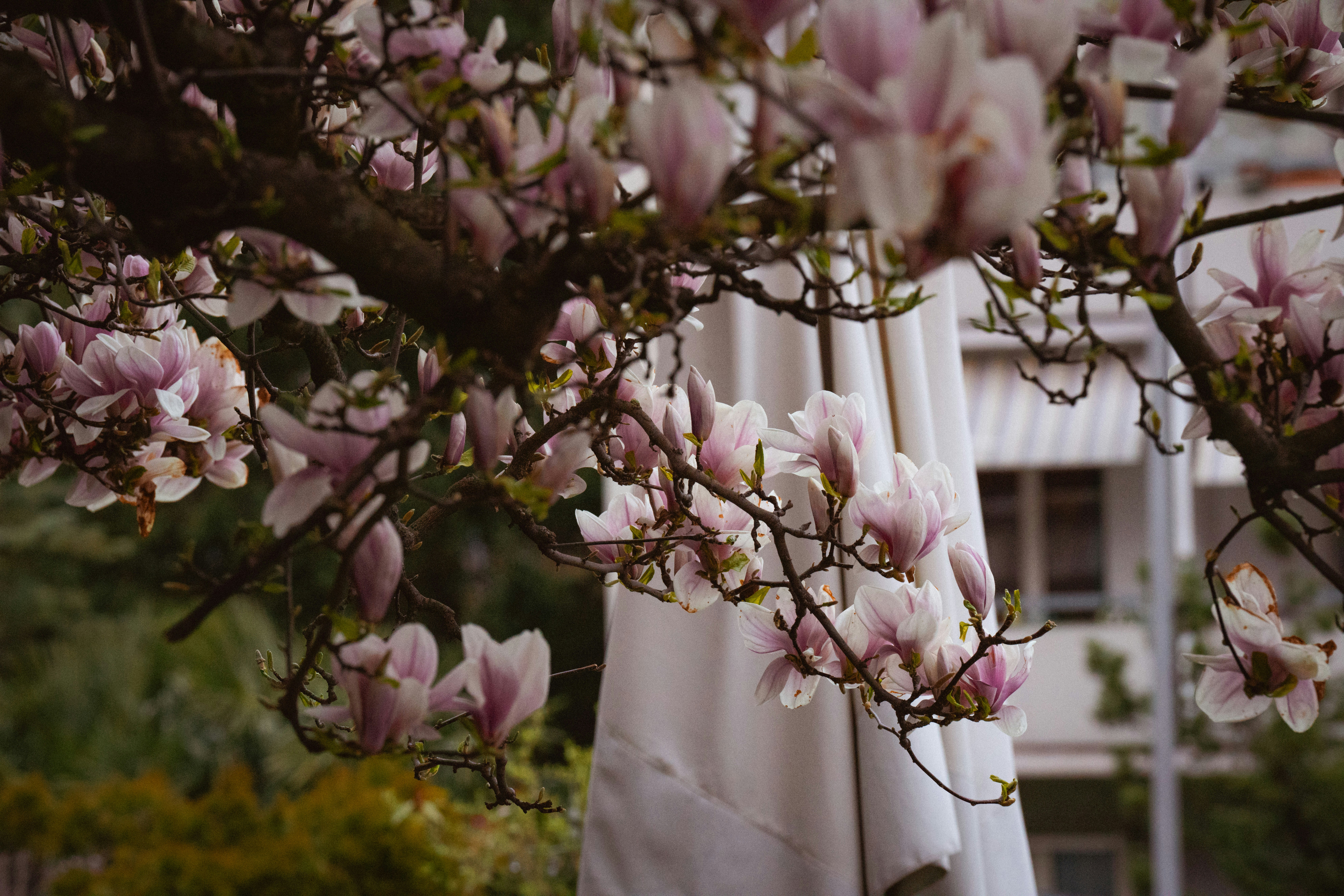Blossoms Framing a Quiet Curtain in a Garden Courtyard