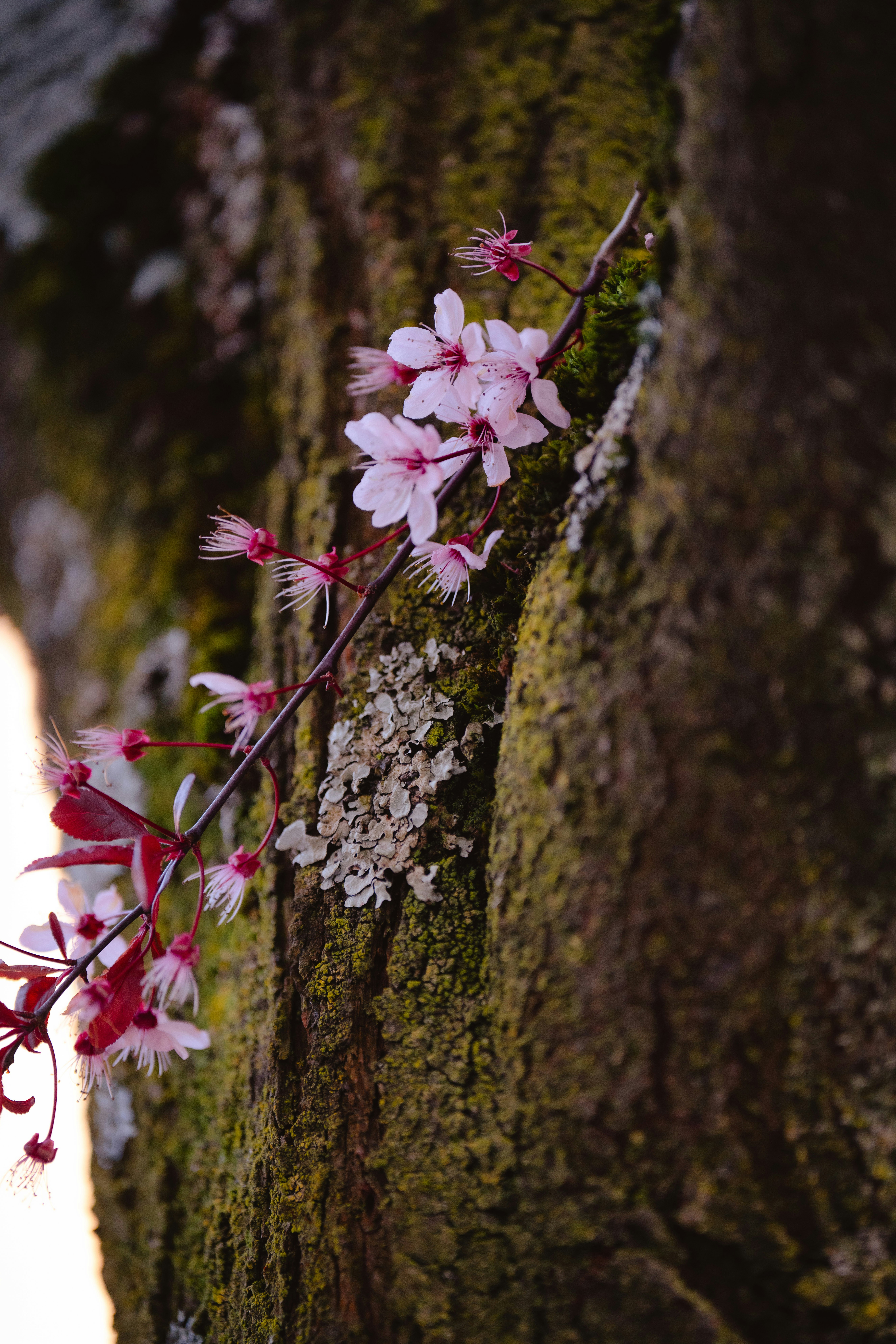 Blossoms Clinging to Mossy Bark: A Delicate Branch in Focus