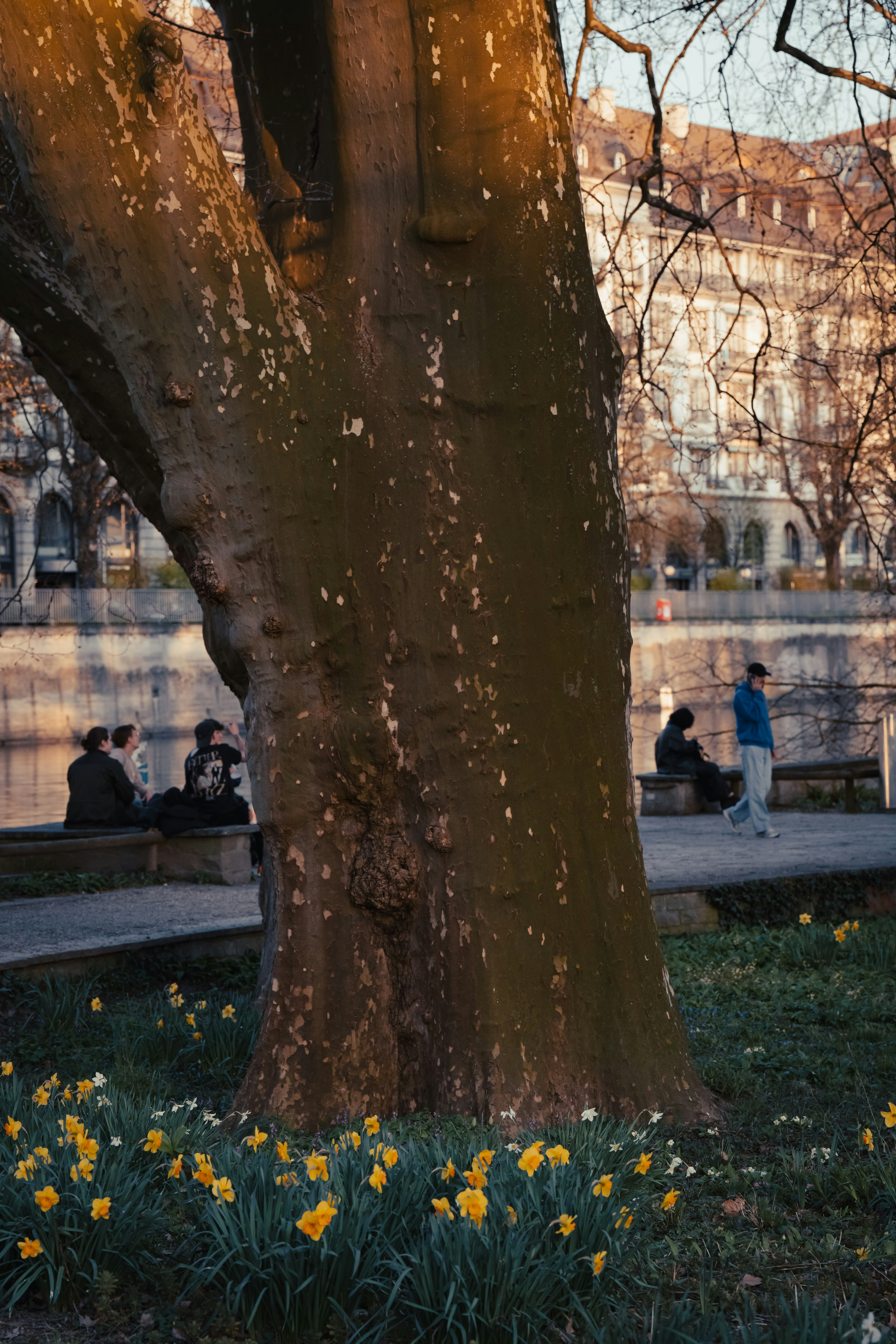 Trunk Between Flowers: Urban Park Scene at Dusk