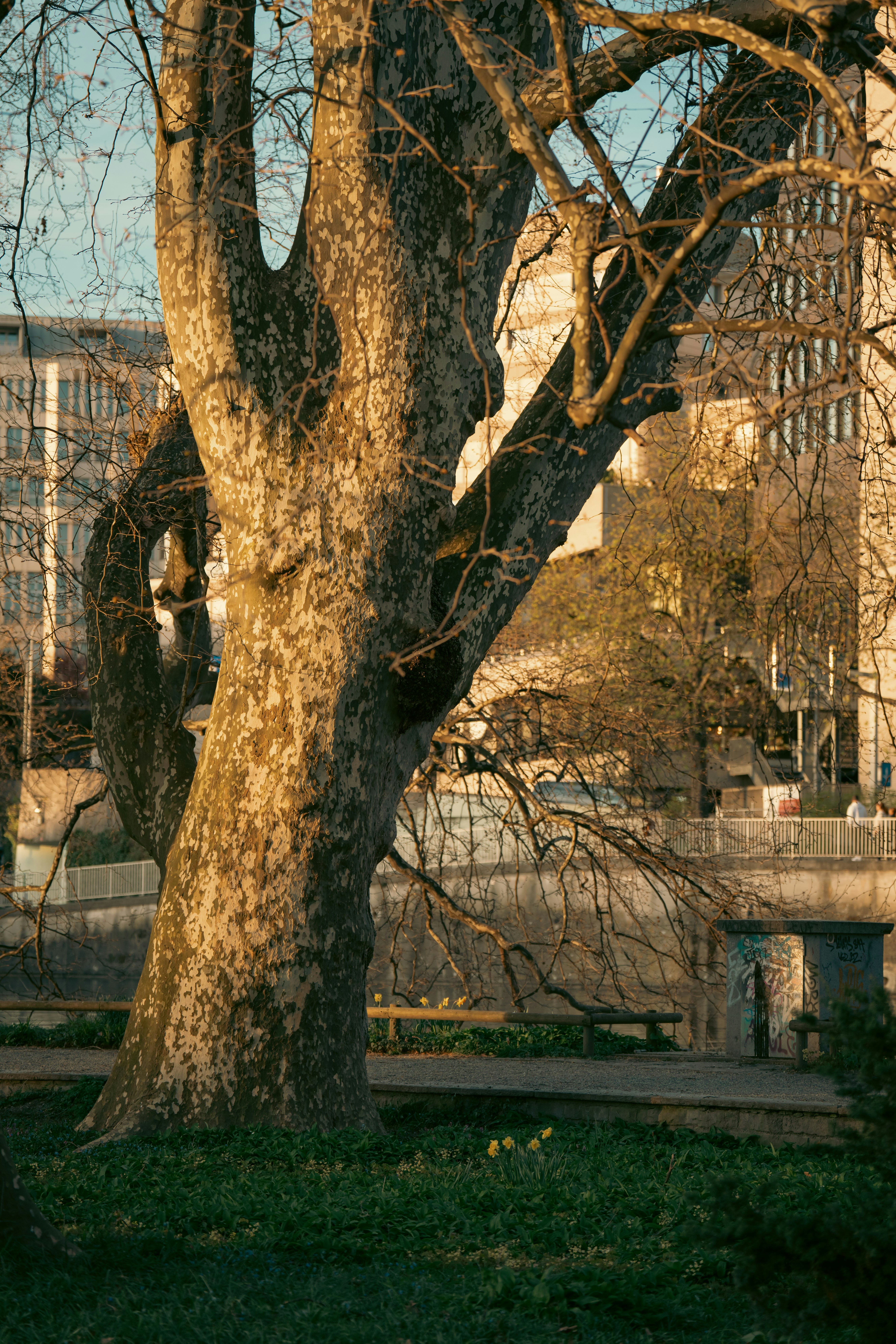 Tree Trunk in Autumn Light by Riverside Park