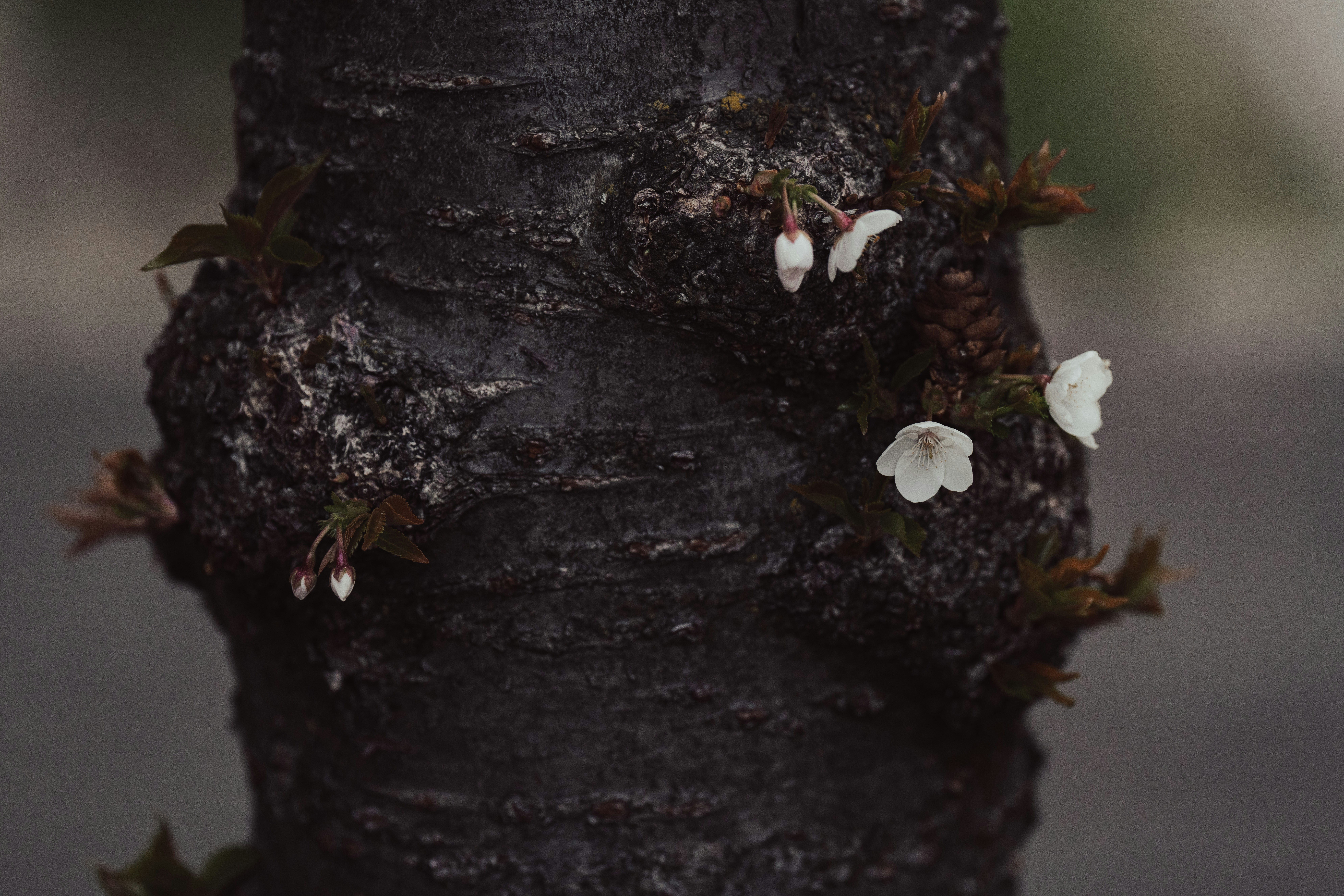 White blossoms cling to dark bark: a quiet macro moment on a tree trunk