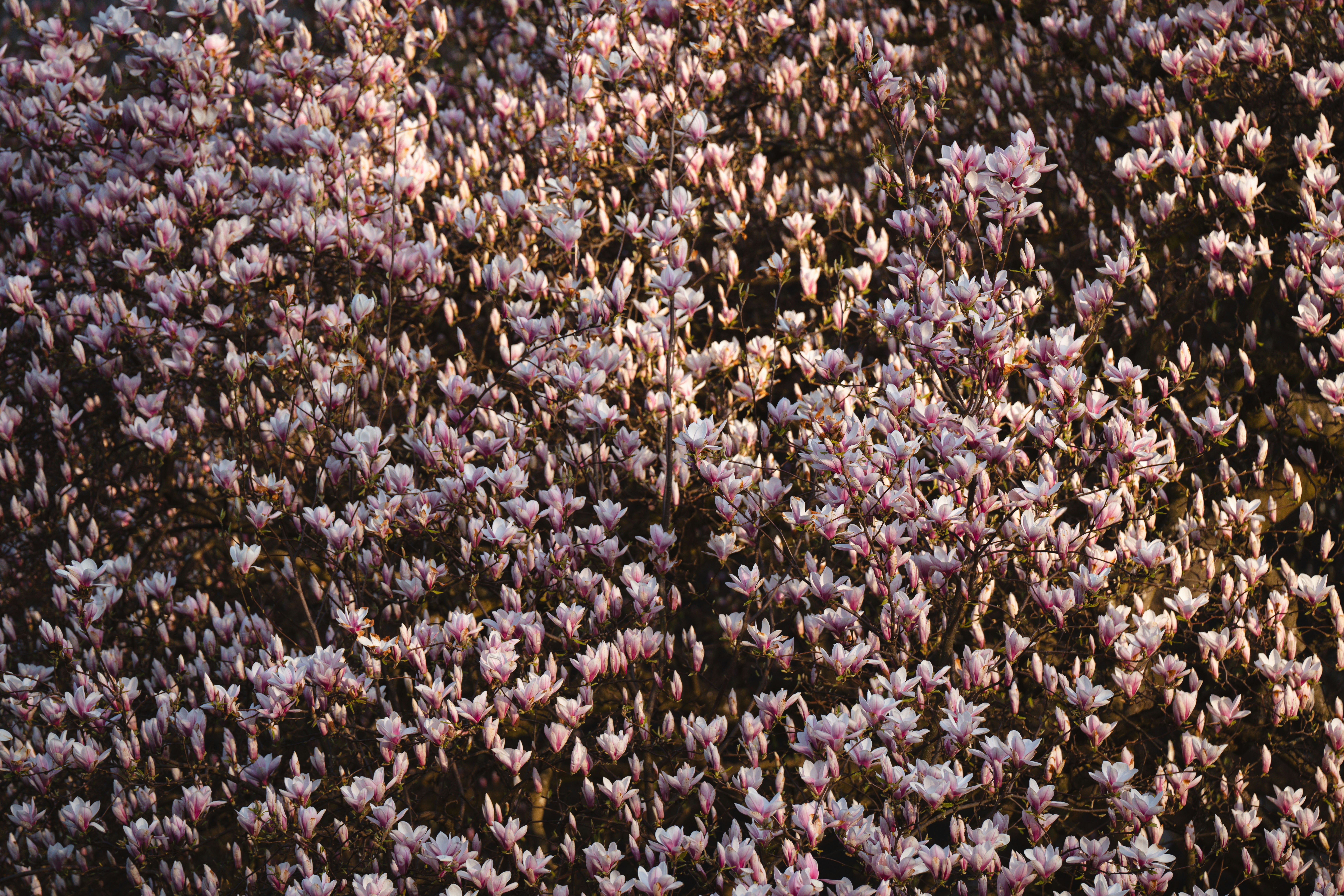 Blossom Sea: A Field of Pink Peaks