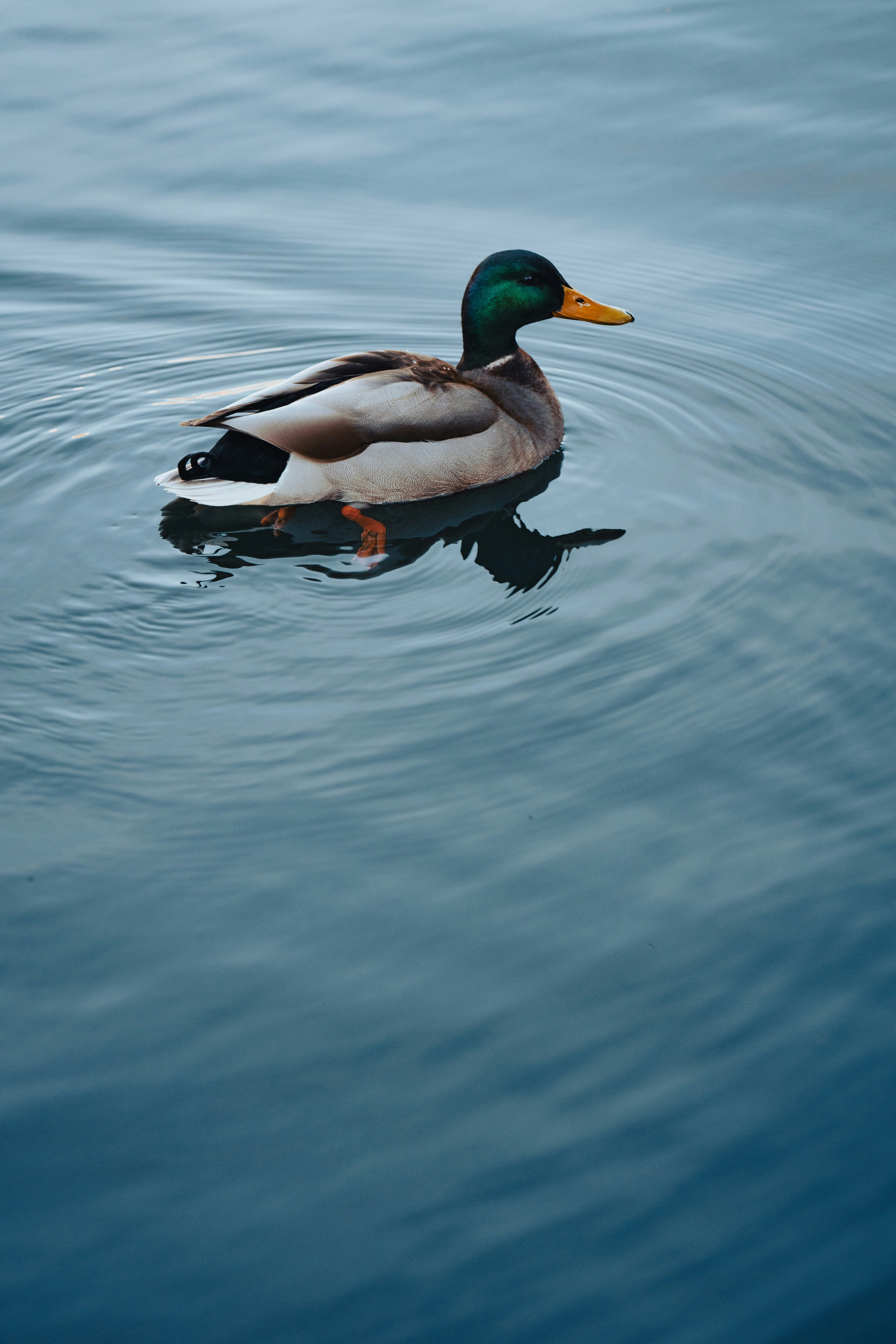 Azure Glide: Mallard on Quiet Waters