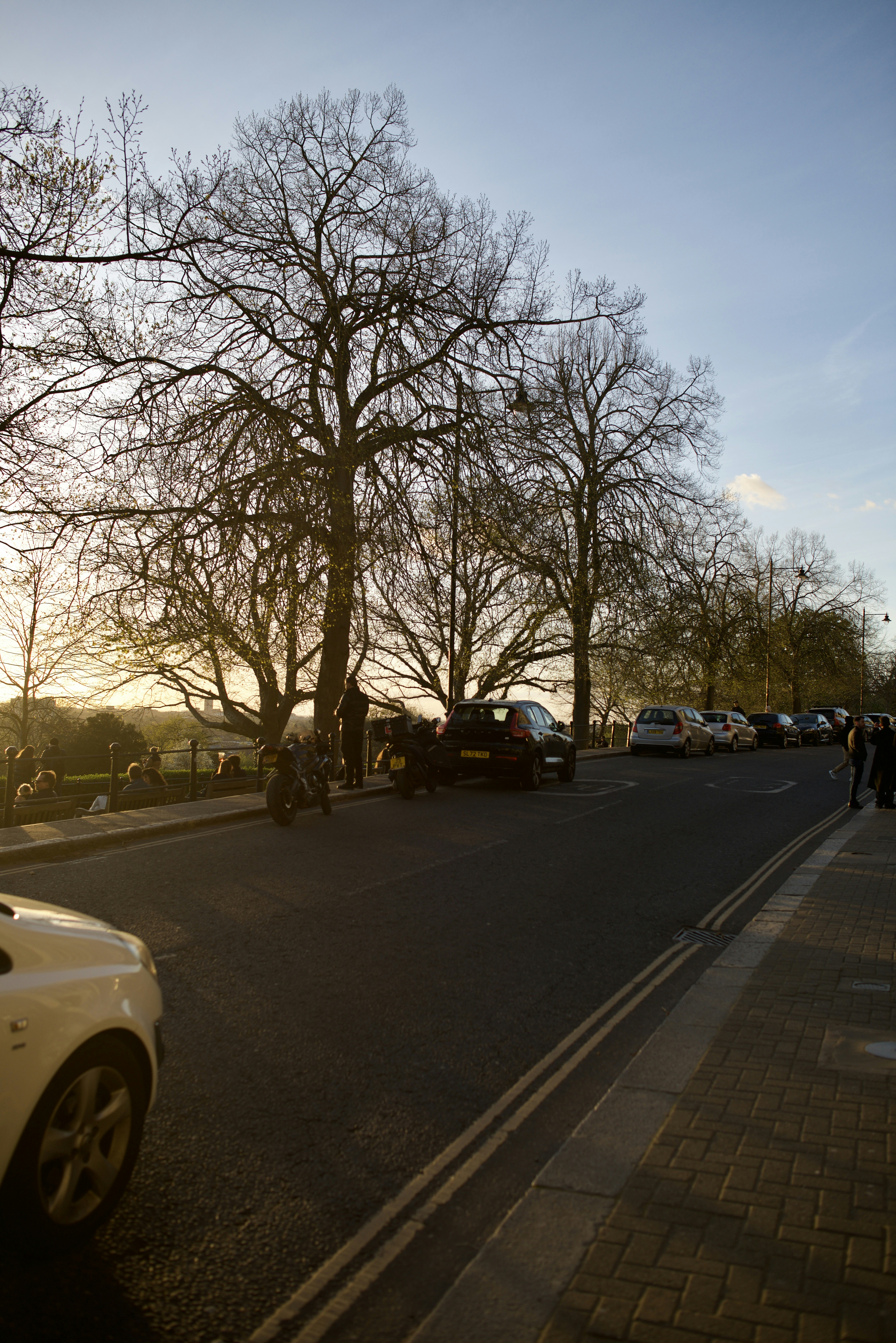 Sunlit Boulevard Under Bare Trees at Dusk