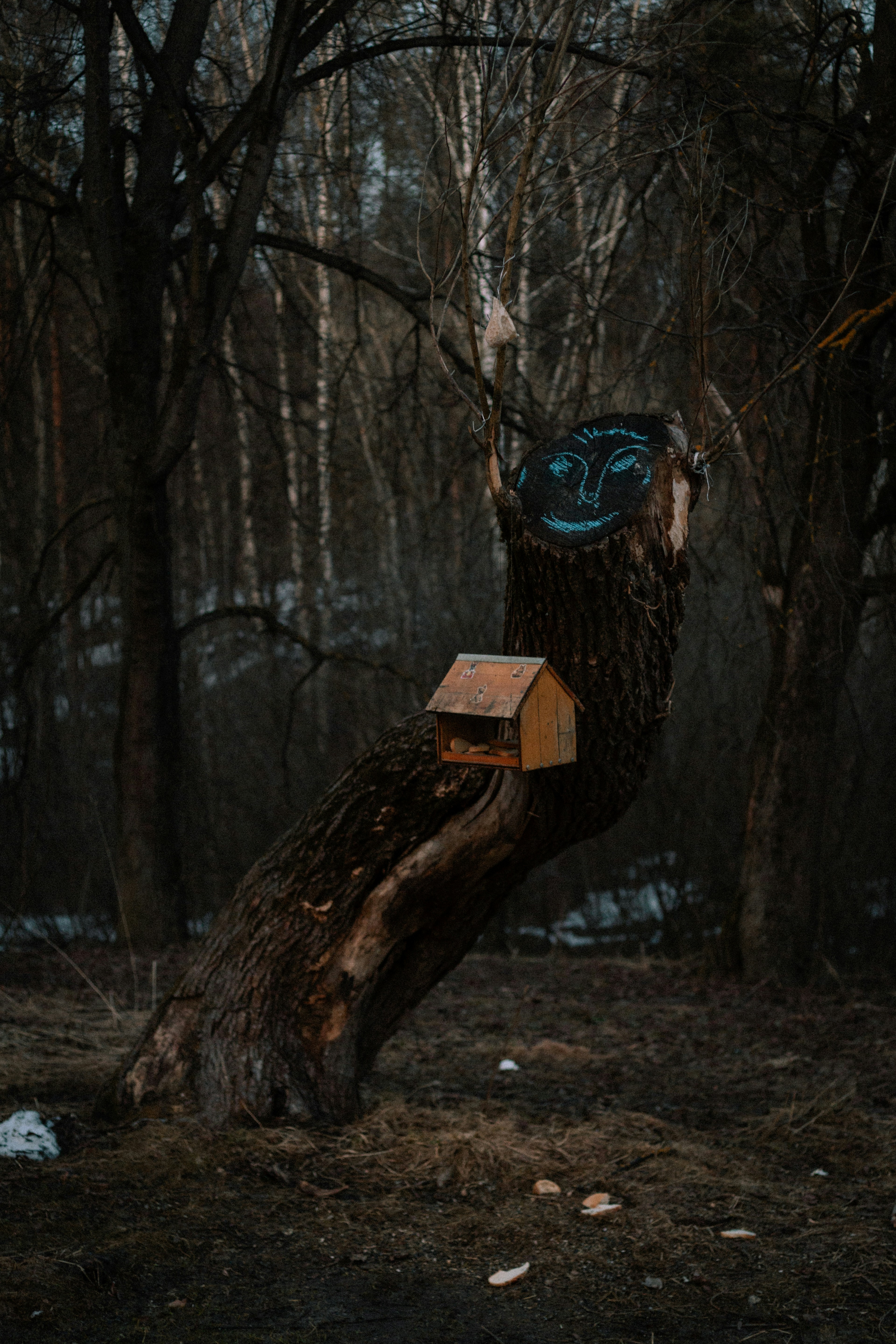 The Laughter of Oak: A Tree Trunk Keeps vigil over a Tiny Birdhouse