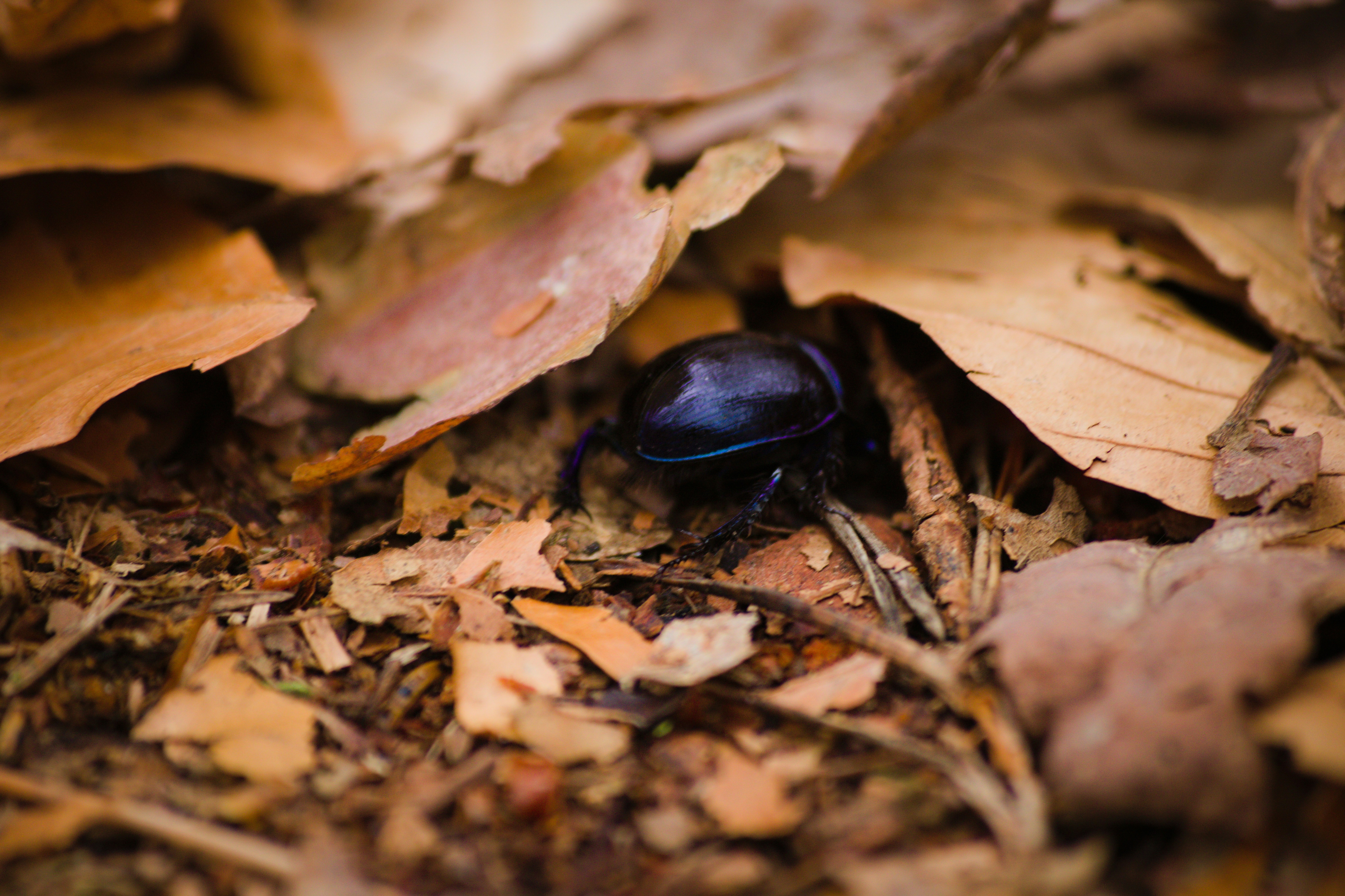 Hidden Jewel: A Midnight Beetle Nestled Beneath Dried Leaves