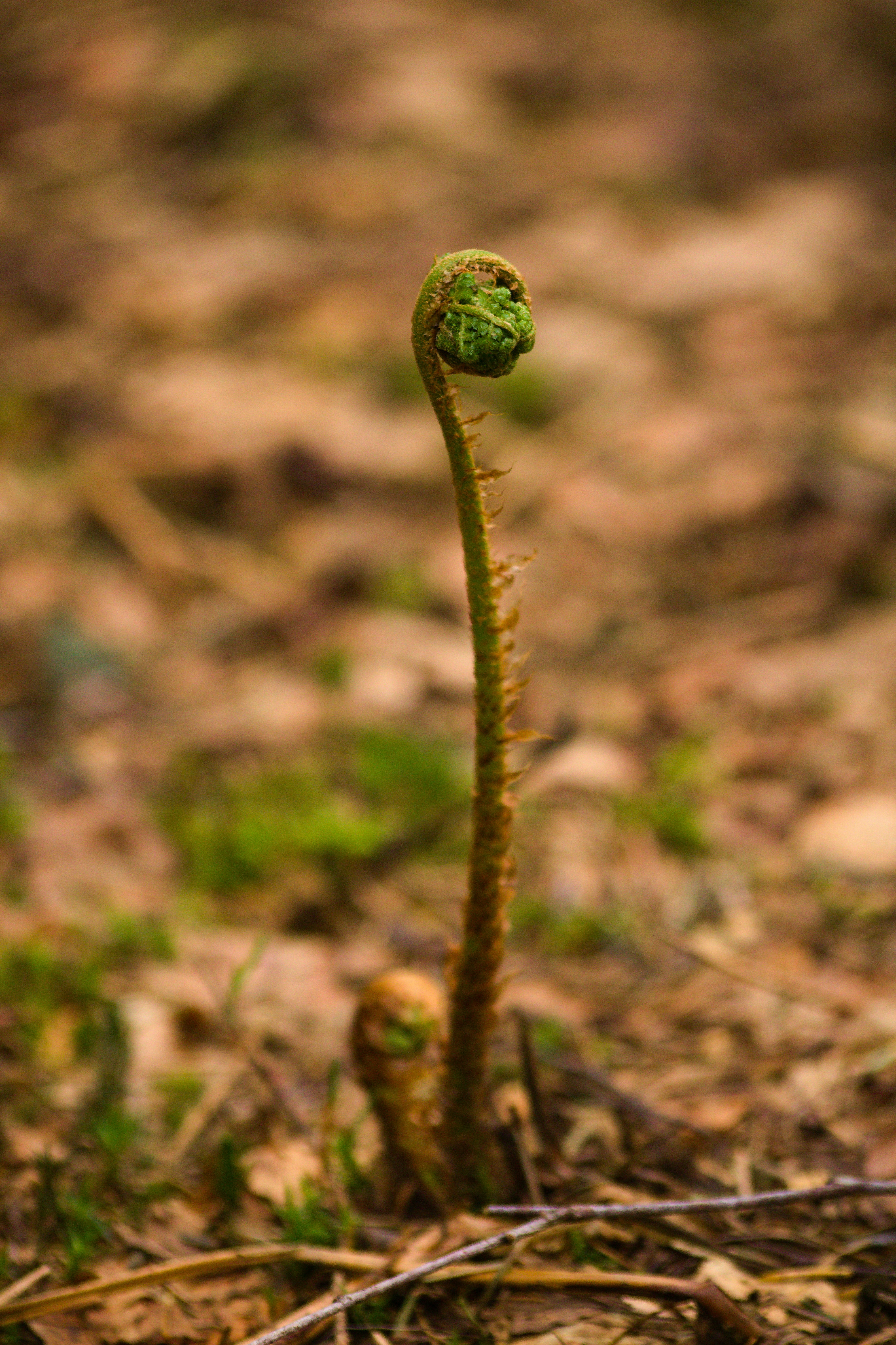 Fossil Fern New Shoot Emerging from the Quiet Ground