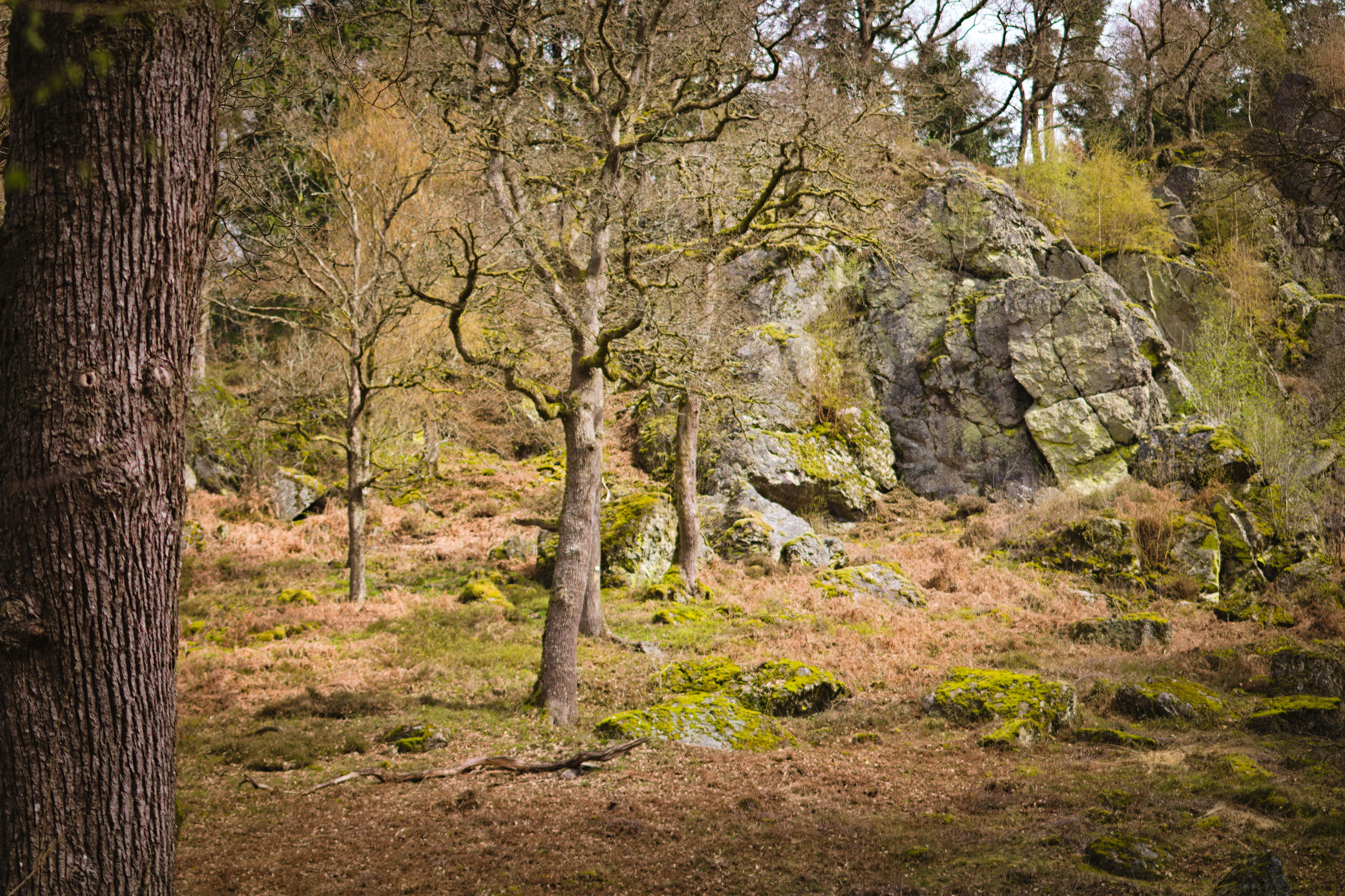 Sunlit Rock Garden: A Gnarled Tree and Weathered Cliff