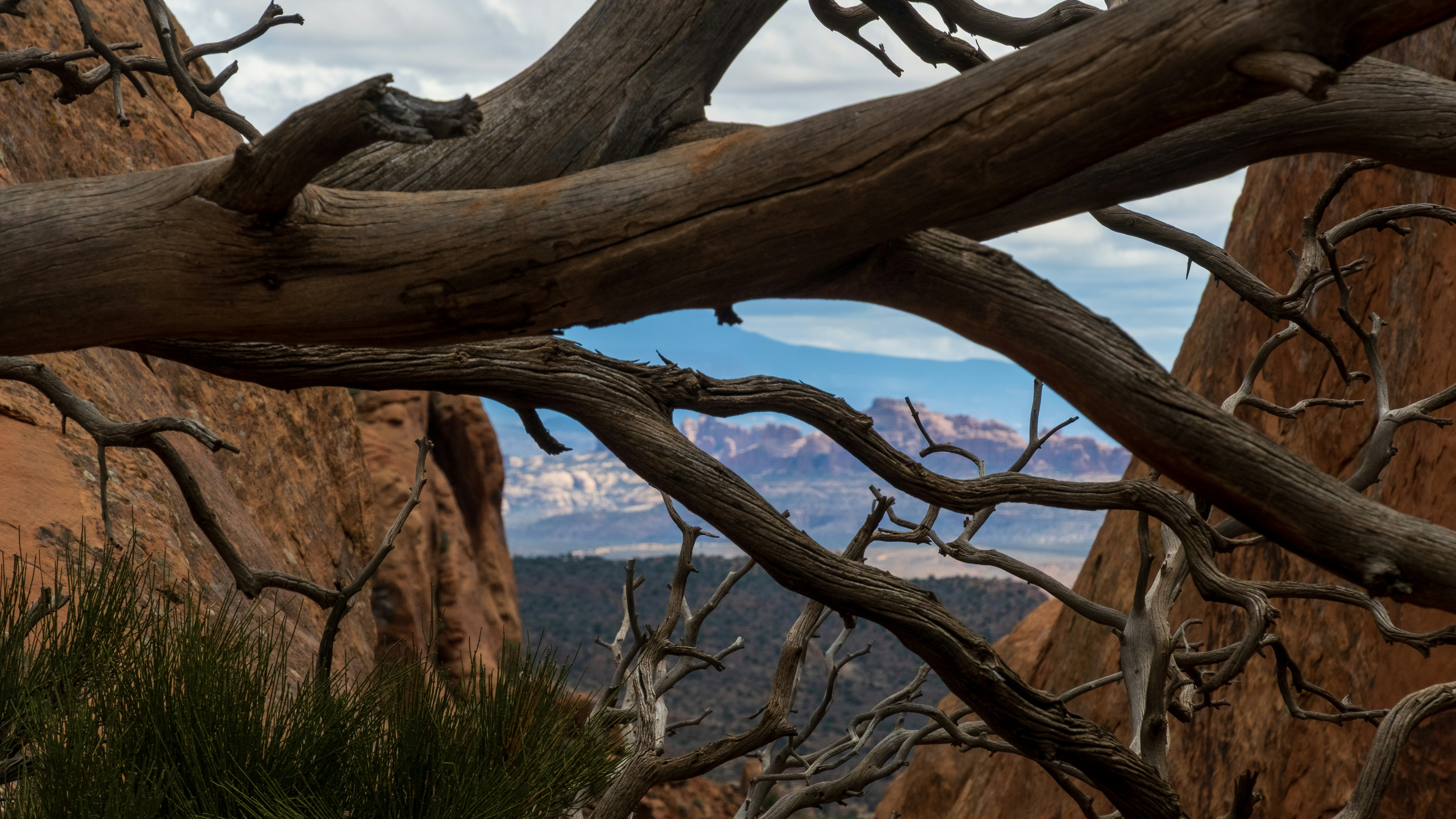 Desert Girth: Weathered Branches Framing a Canyon Horizon