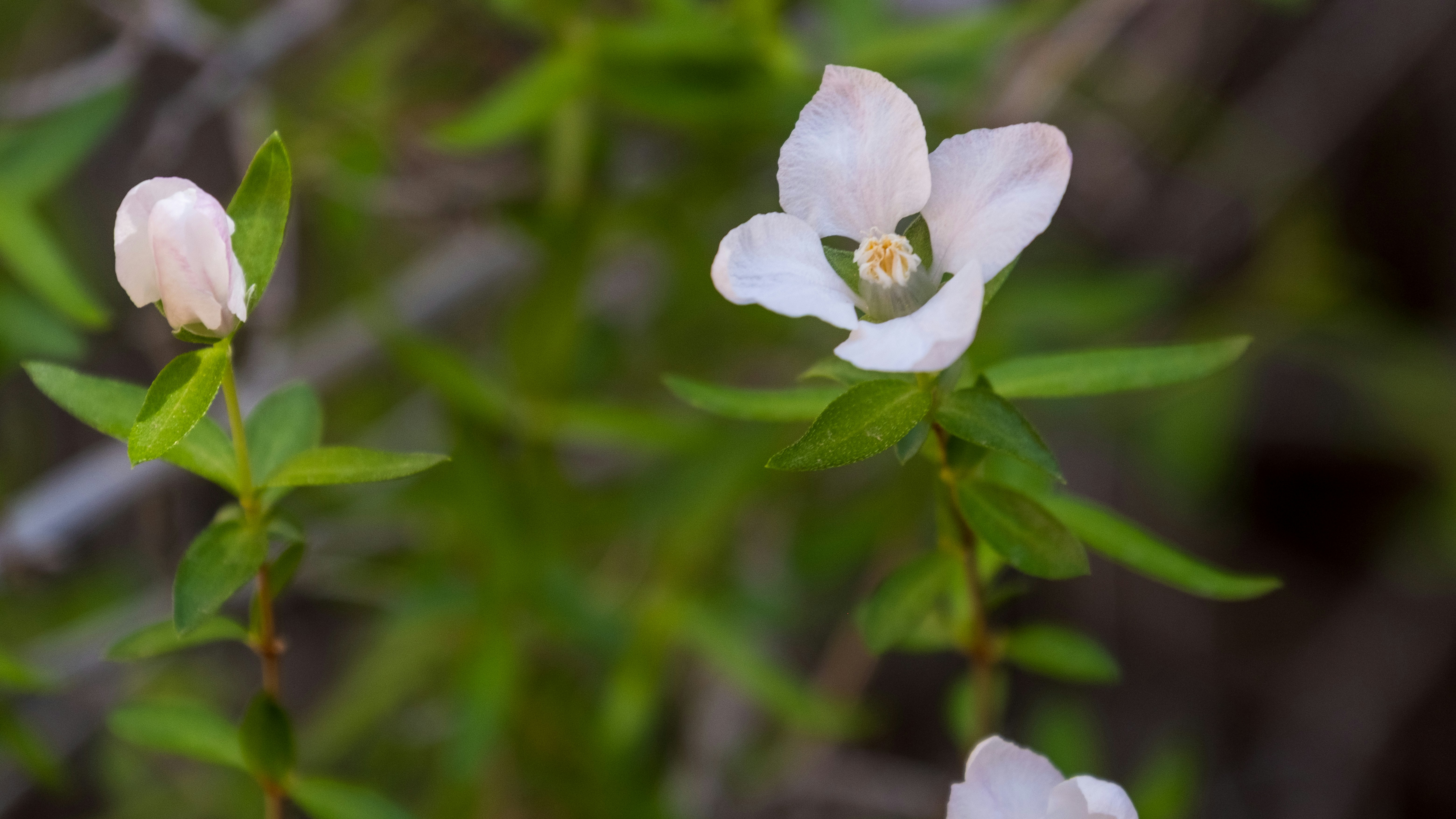 White blossom at the edge of a green garden in soft morning light