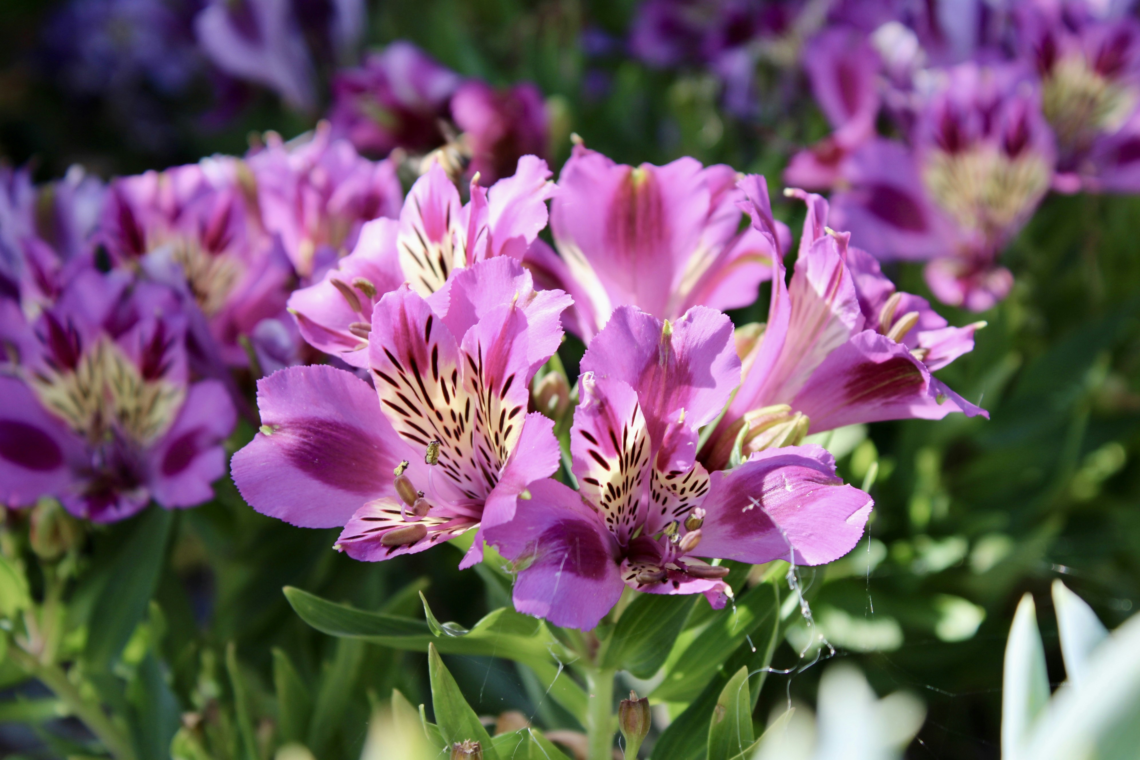 Petaled Spotlight: A cluster of vibrant pink alstroemeria in sunlit garden