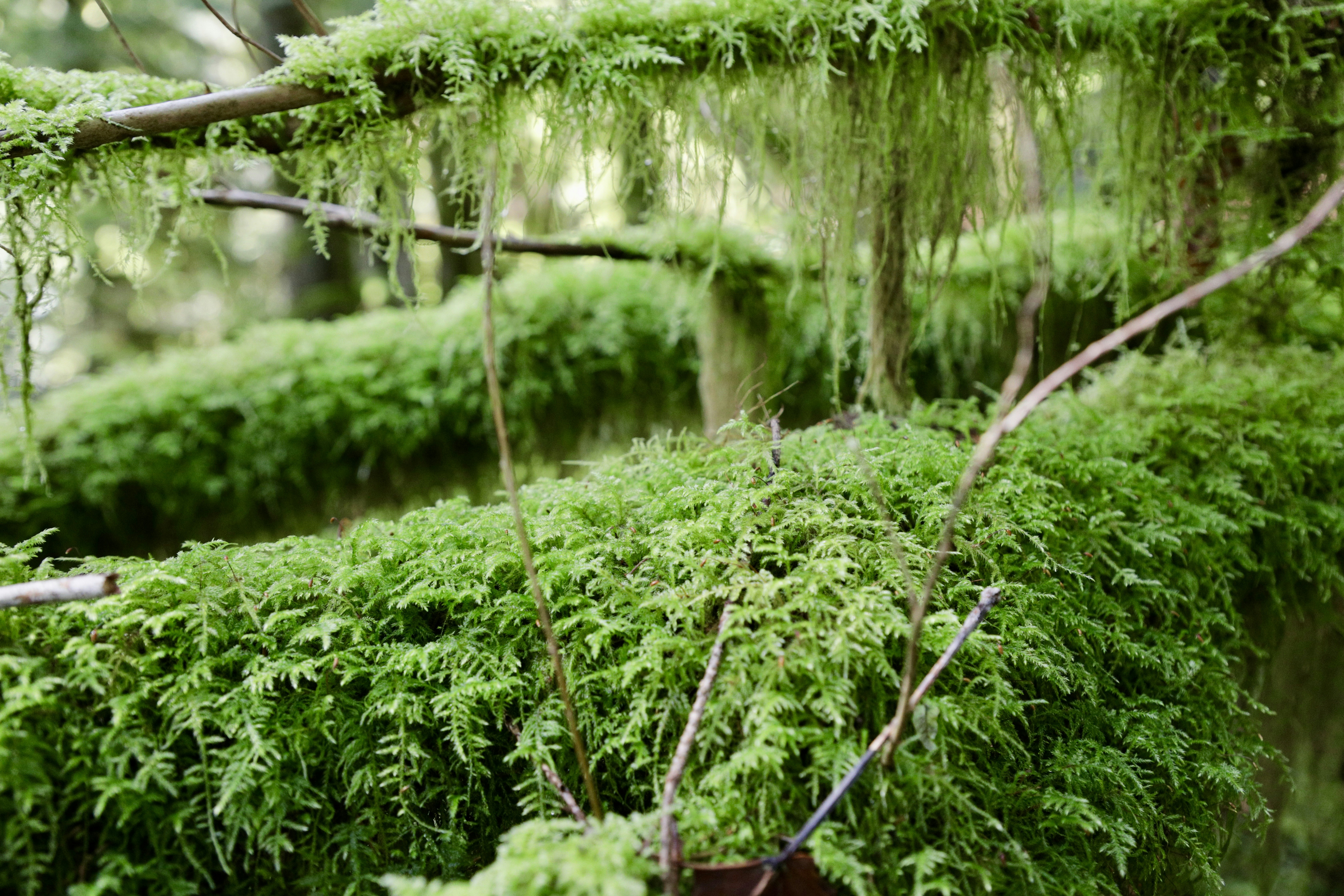 Emerald Canopy: A Quiet Tangle of Moss and Branches