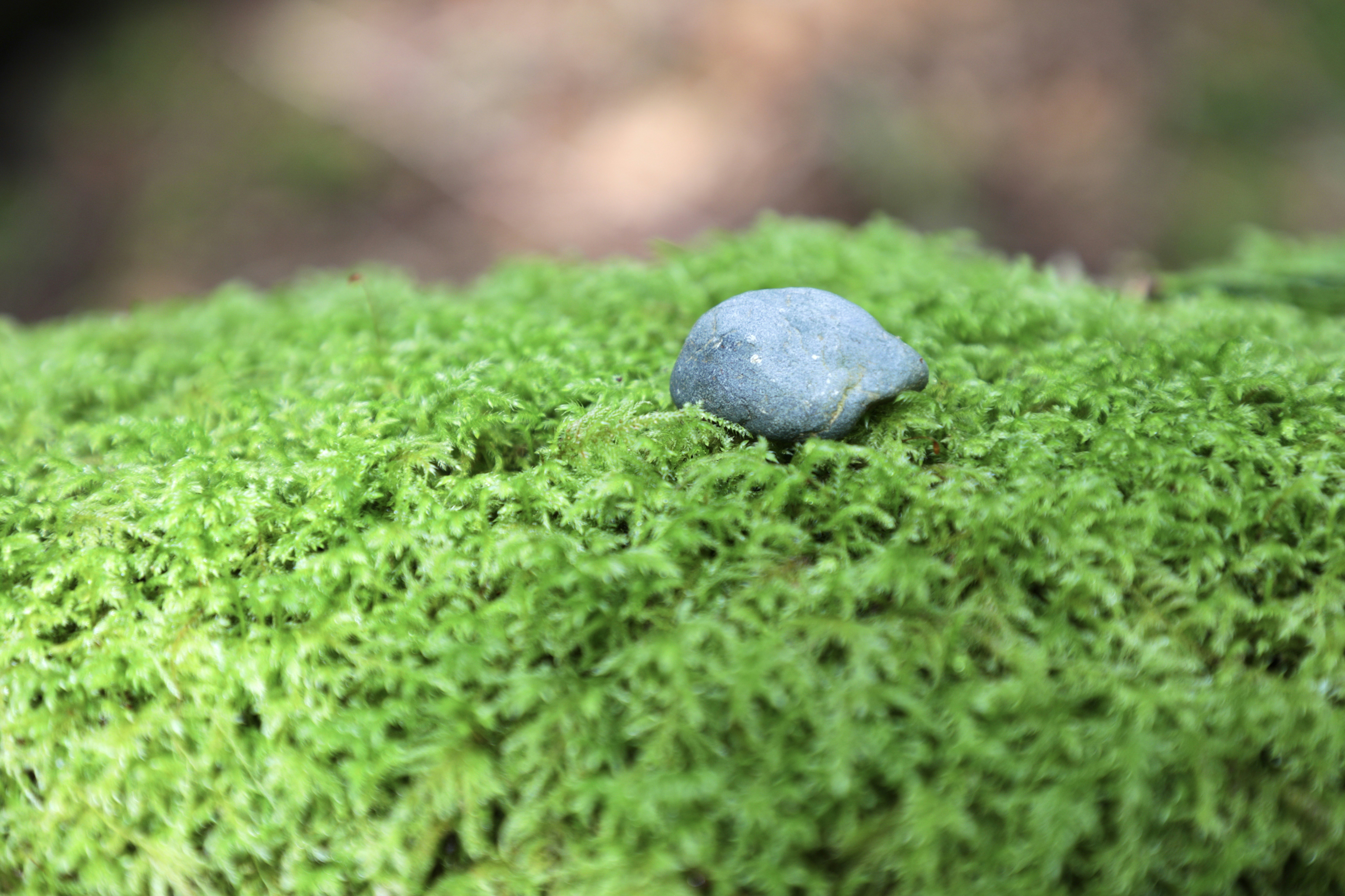 Mossy Green Carpet and a Quiet Pebble