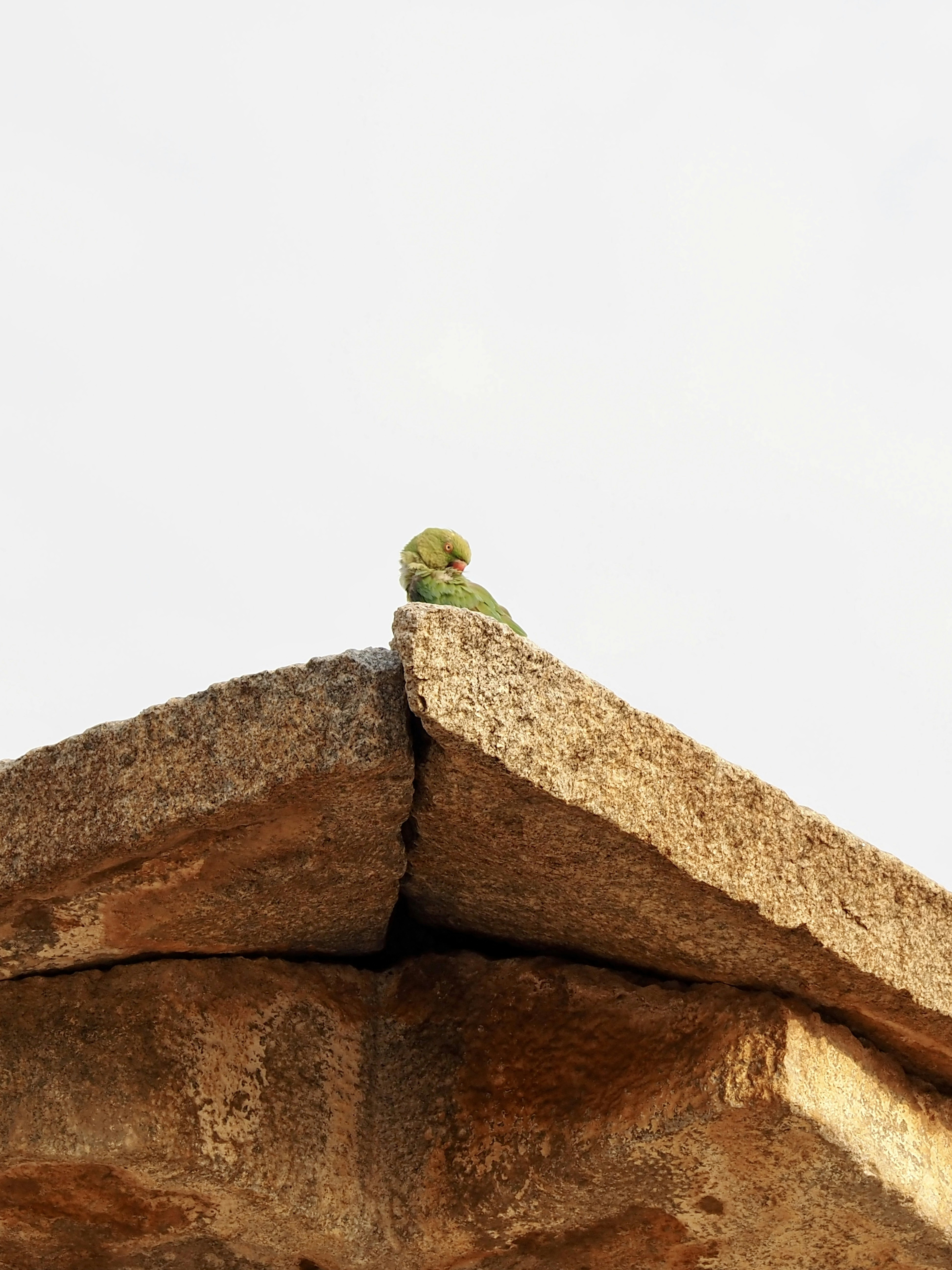 Lone Green Parrot Pal atop a Weathered Stone Crest