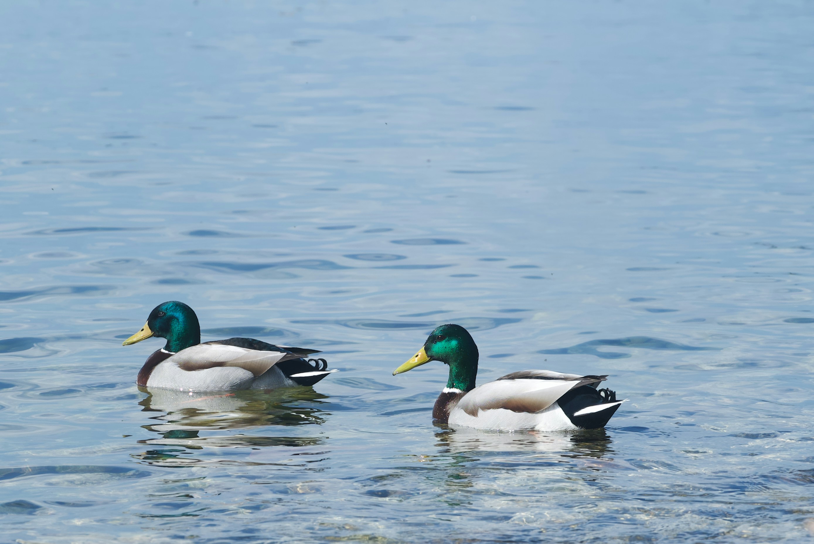 Twin Mallards Drift: A Quiet Moment on the Water