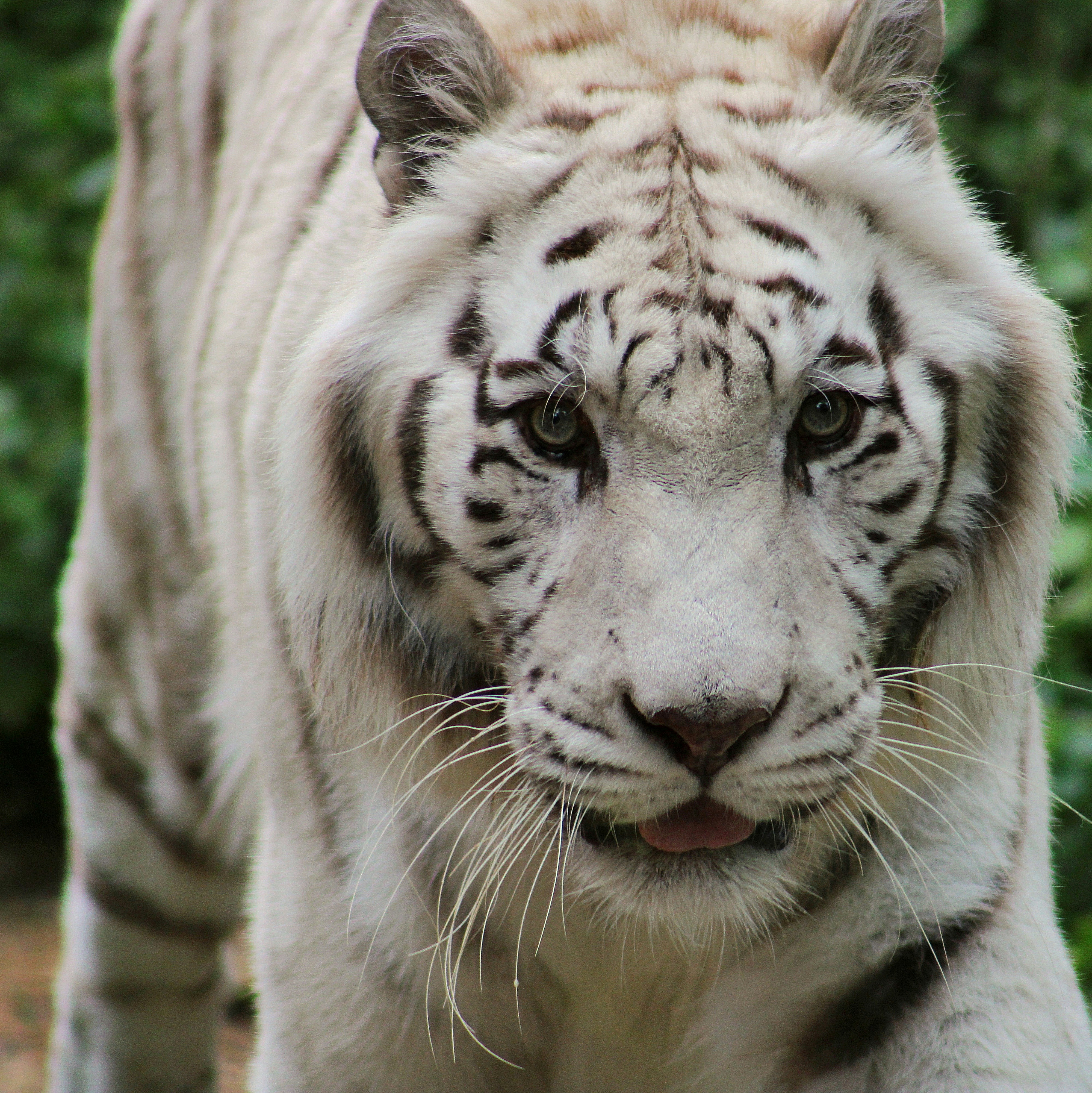 White Tiger Stare: A Close-Up in Gentle Focus