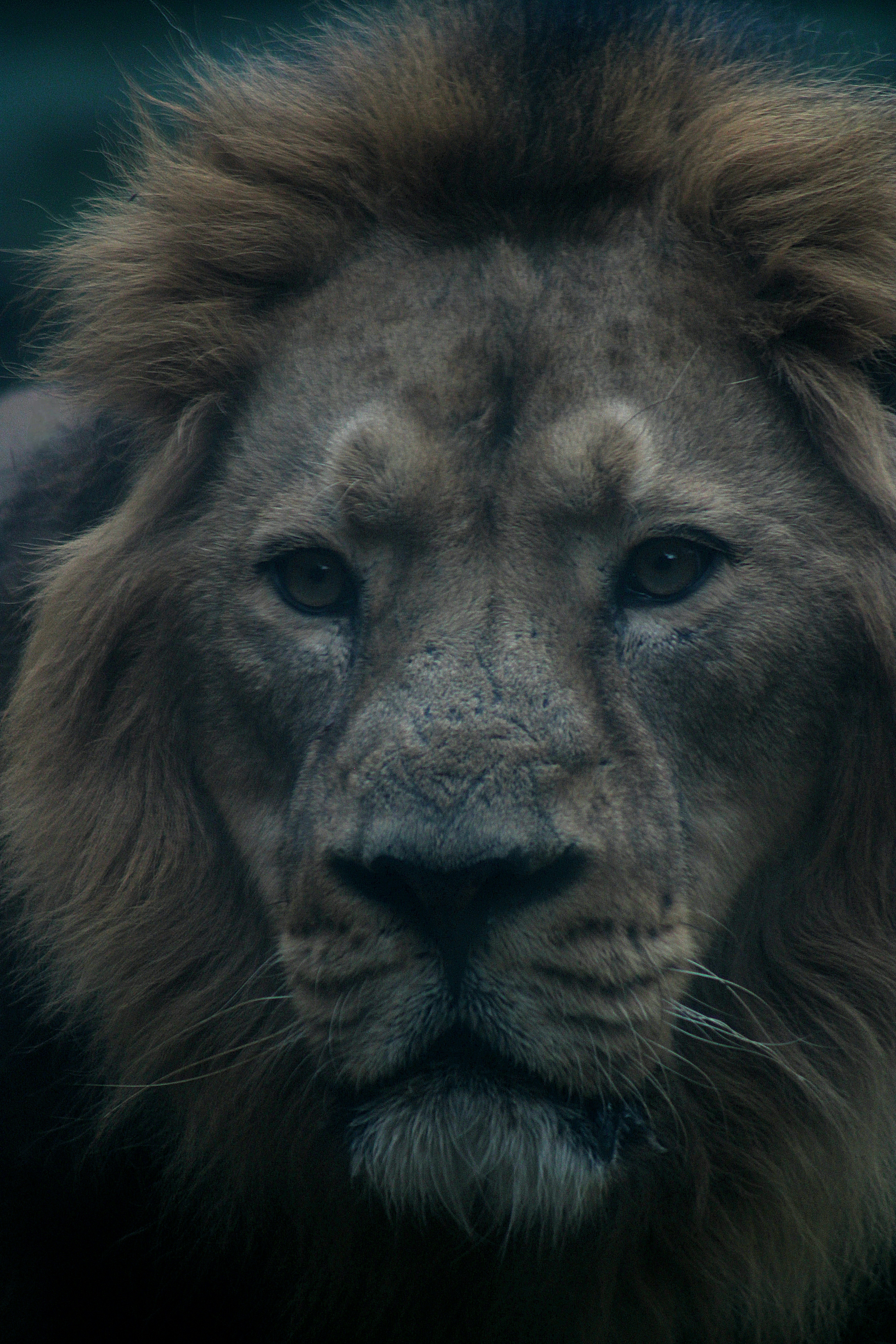 Majestic Gaze: A Lion’s Intense Portrait in Low Light