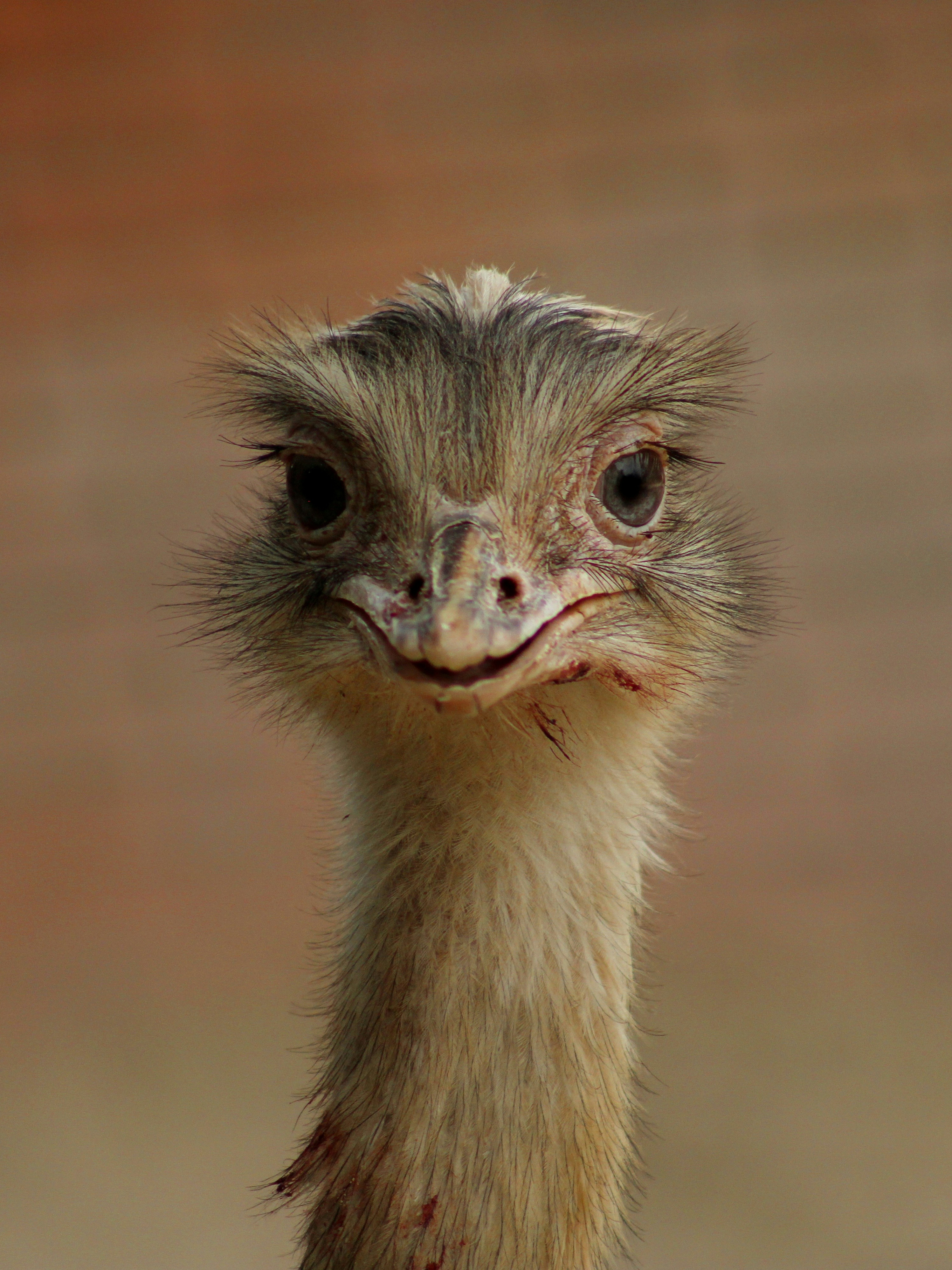 Curious Gaze: An Ostrich Hart of Attention