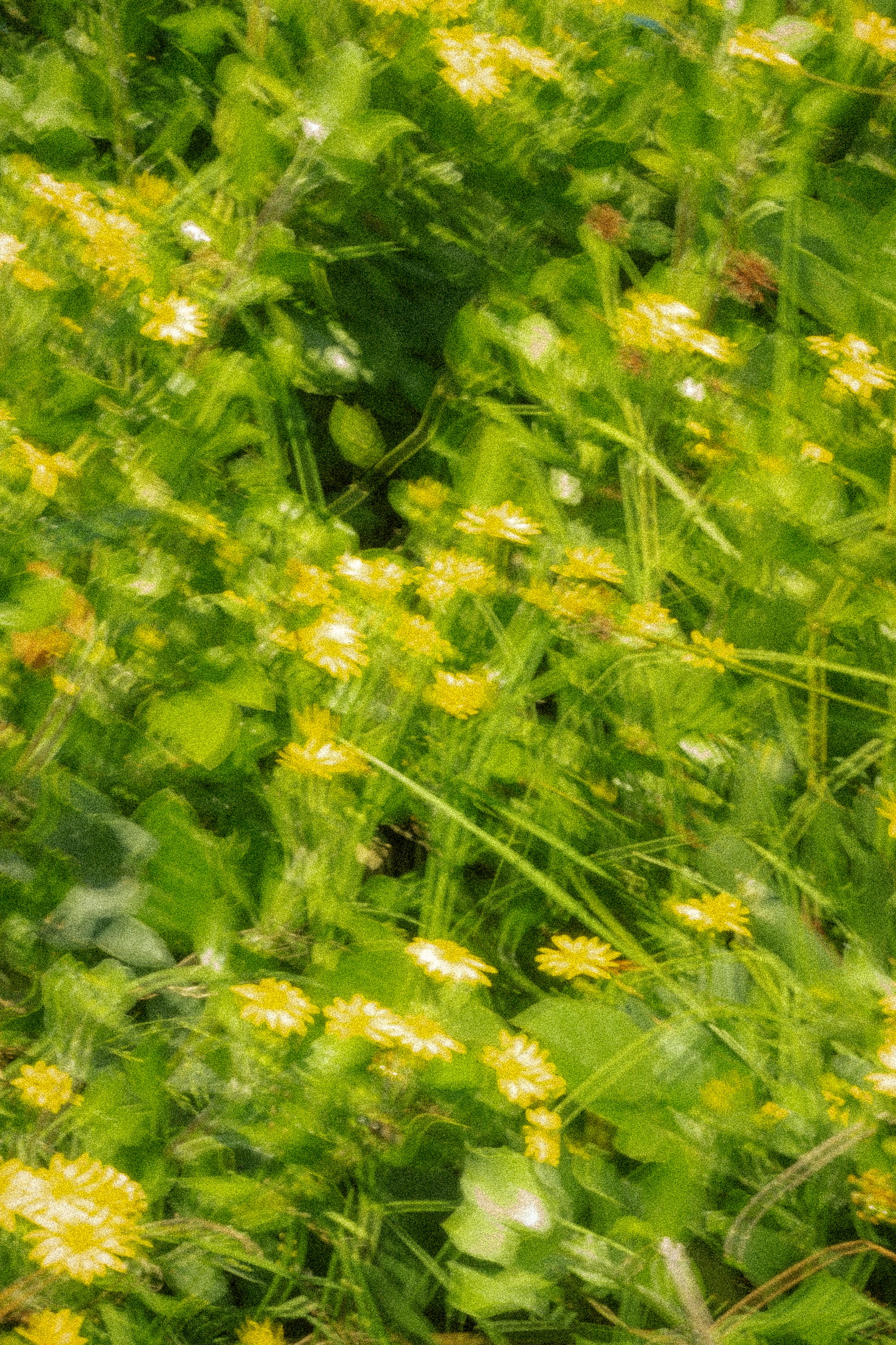 Sunlit Meadow in Spring: A Field of Yellow Daisies Among Dense Green Foliage