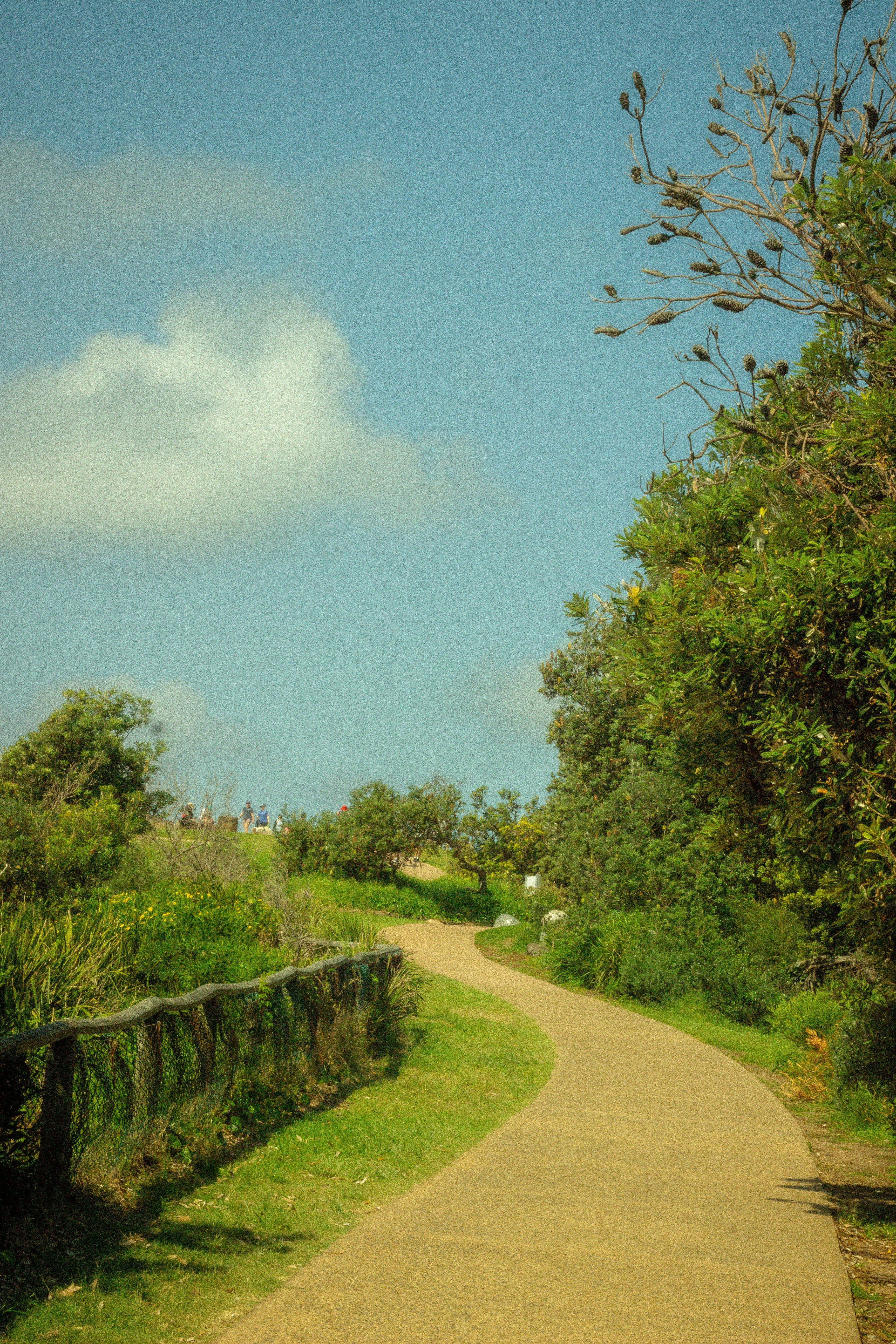 Path Through the Green Corridor