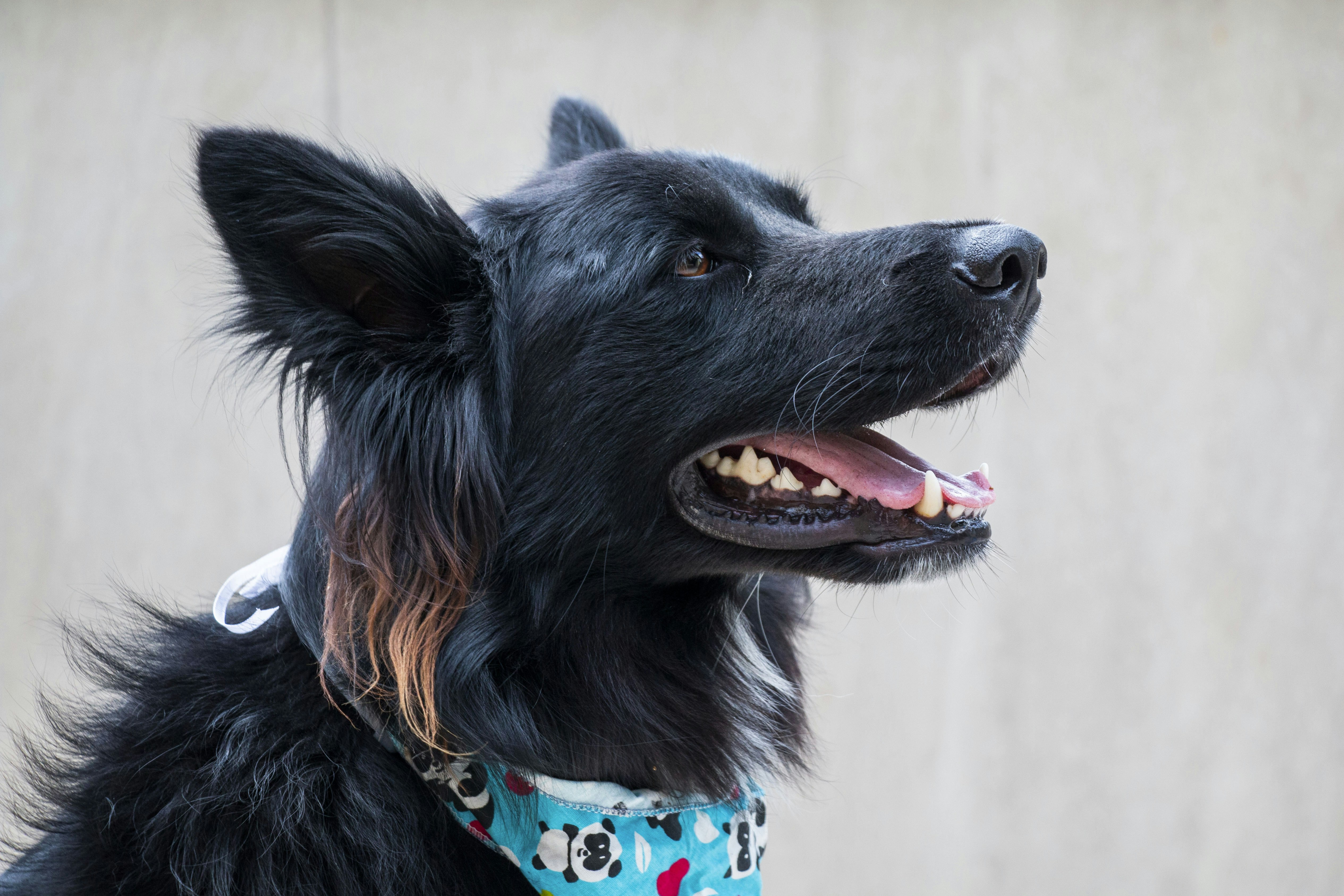 Smiling Black Shepherd with a Playful Tongue and Colorful Bandana