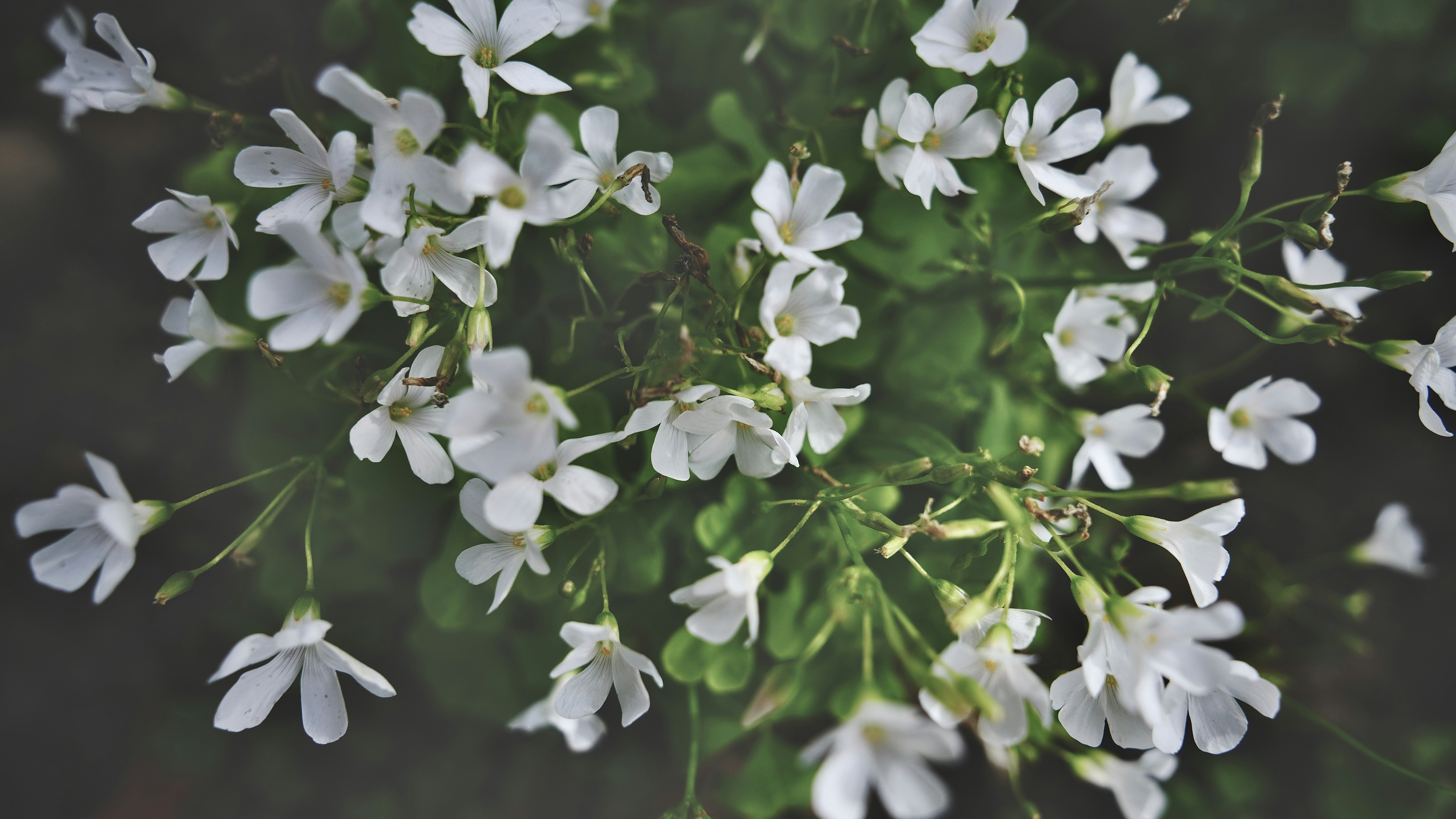 White Petals in Soft Focus: Delicate Cluster on a Dark Green Backdrop