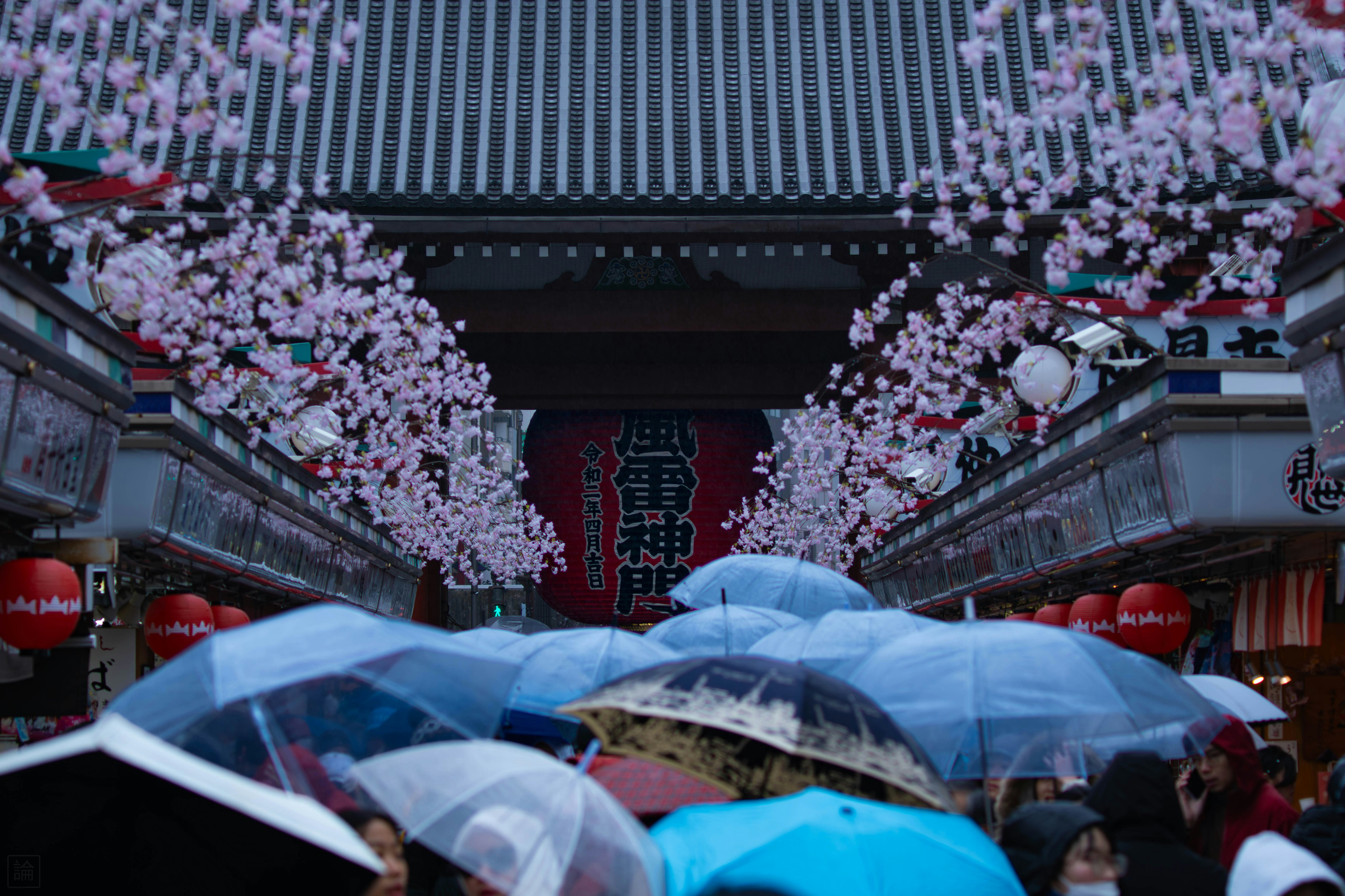 Blue Umbrellas and Cherry Blossom Corridor at a Busy Market Gate