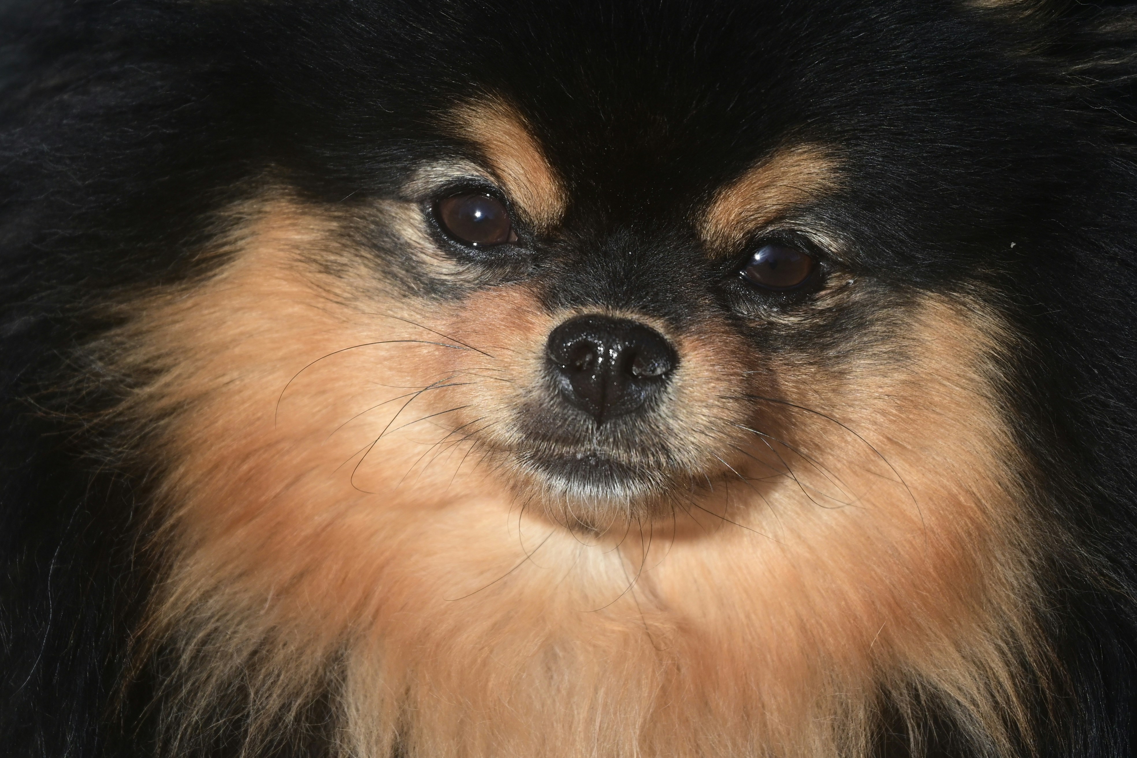 Close-Up of a Pomeranian's Expressive Face