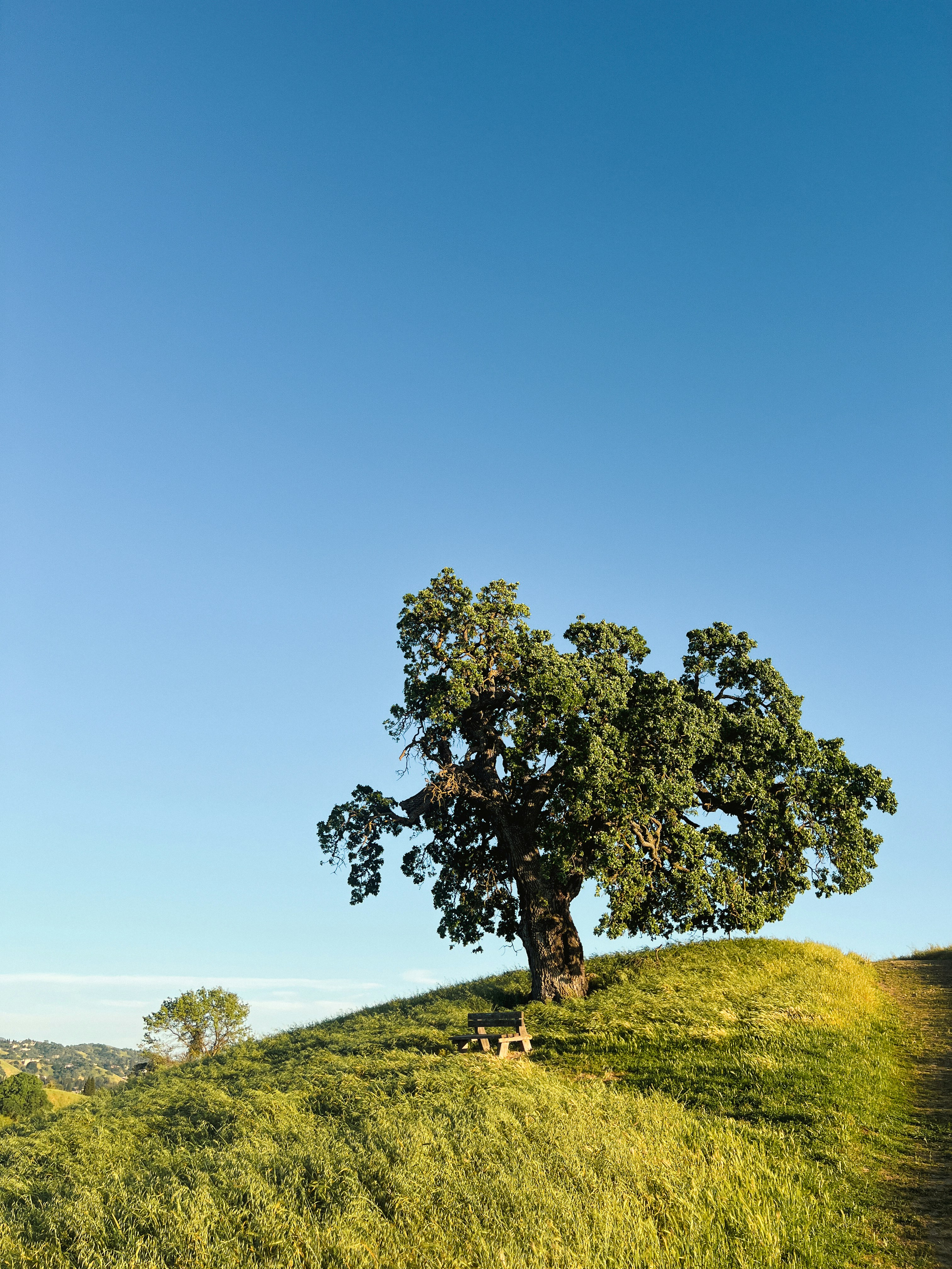 Lonely Oak Over the Hillside