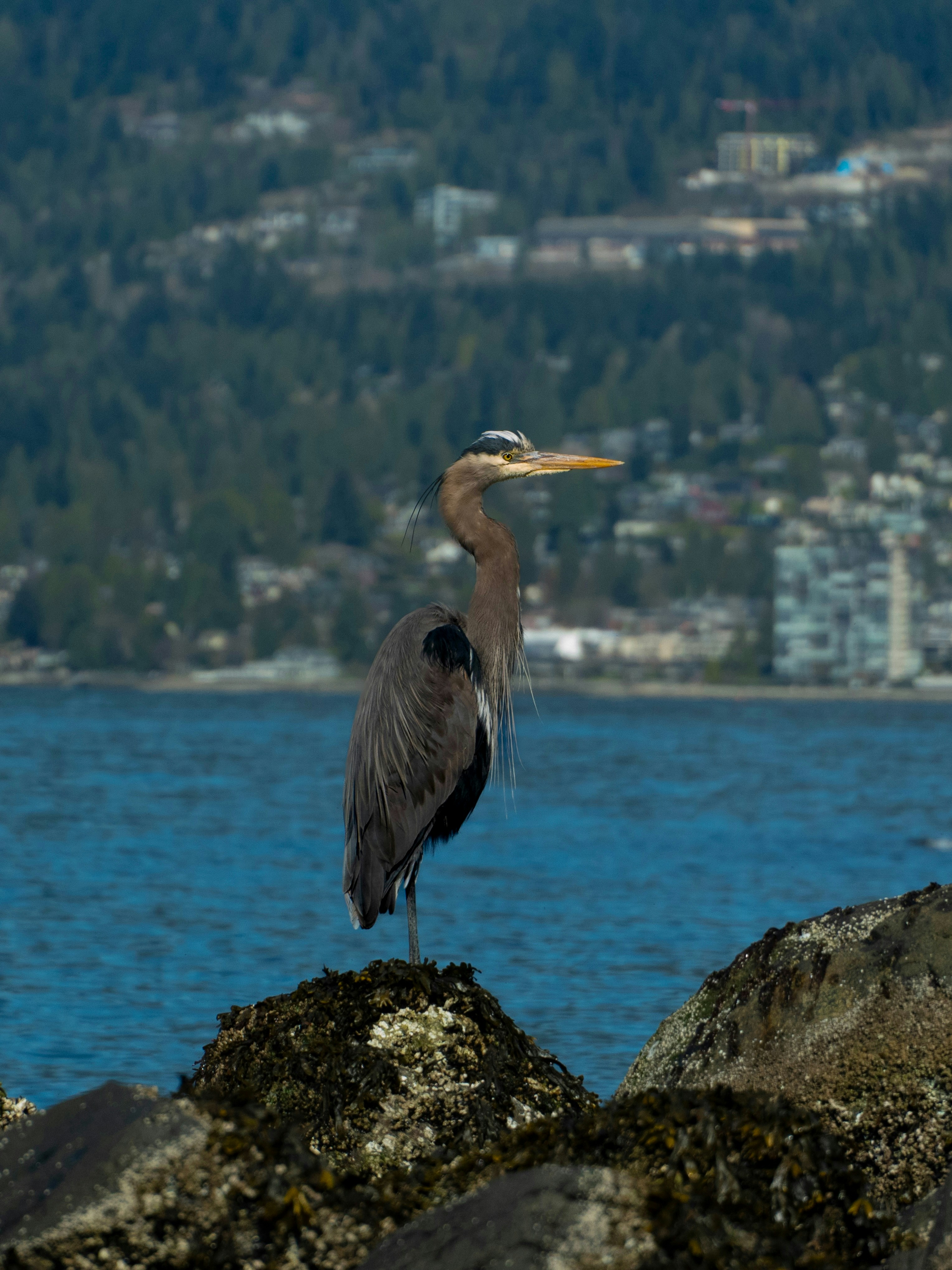 Heron on the Jetty: A Quiet Stare Over Quiet Waters