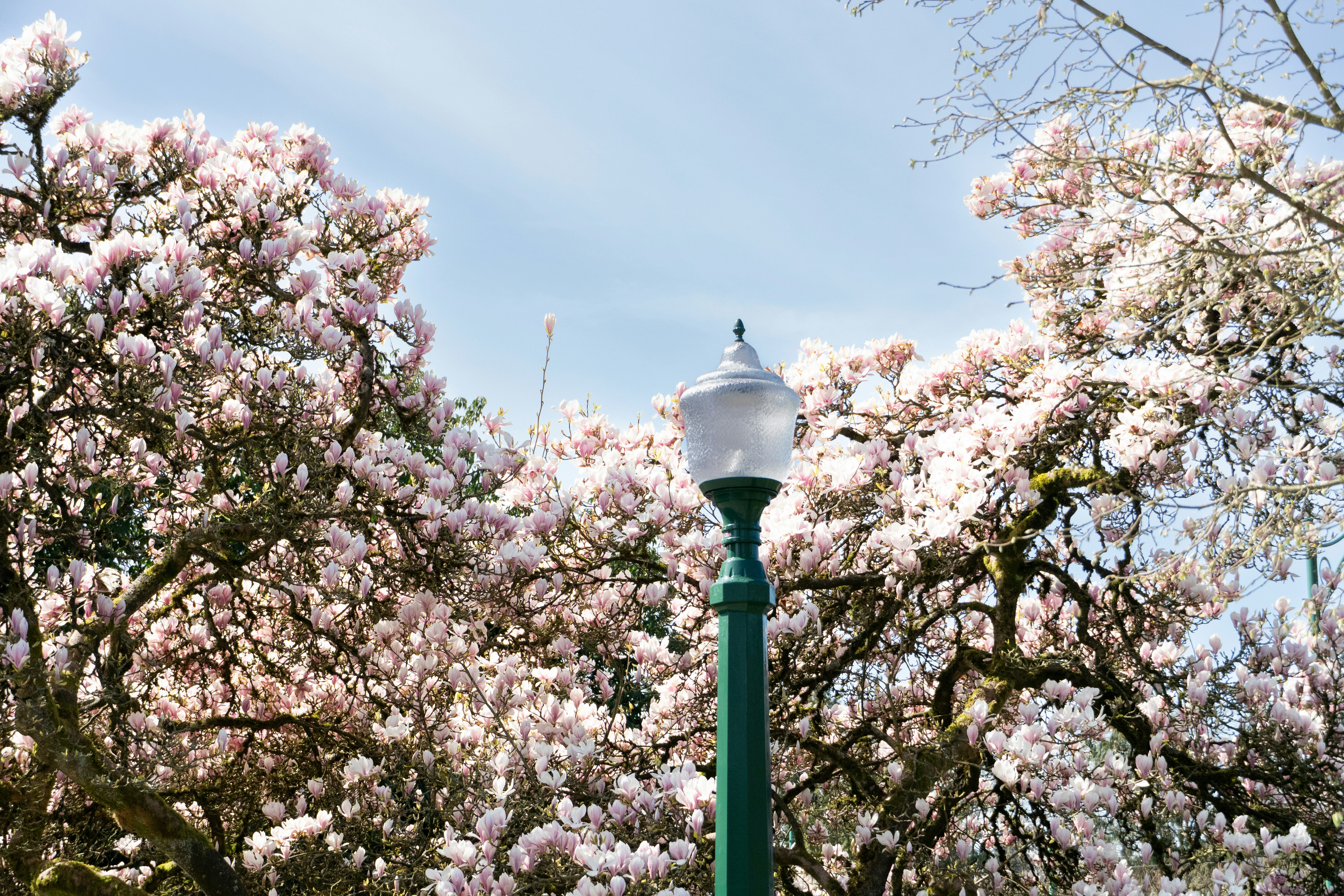 Lamp Post Amid Cherry Blossoms under a Clear Sky