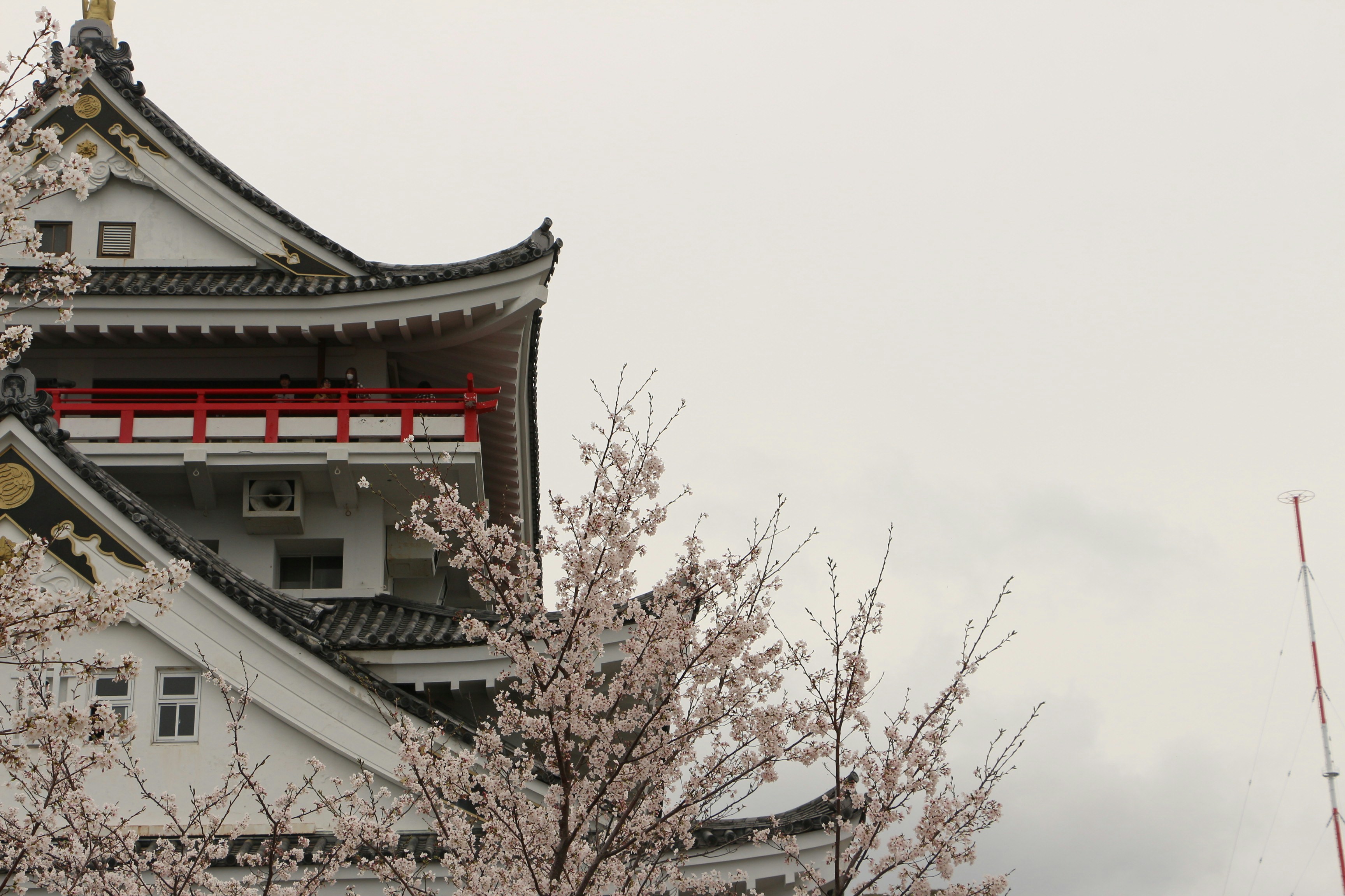 Blossoms Over the Castle: A Quiet Spring Framing