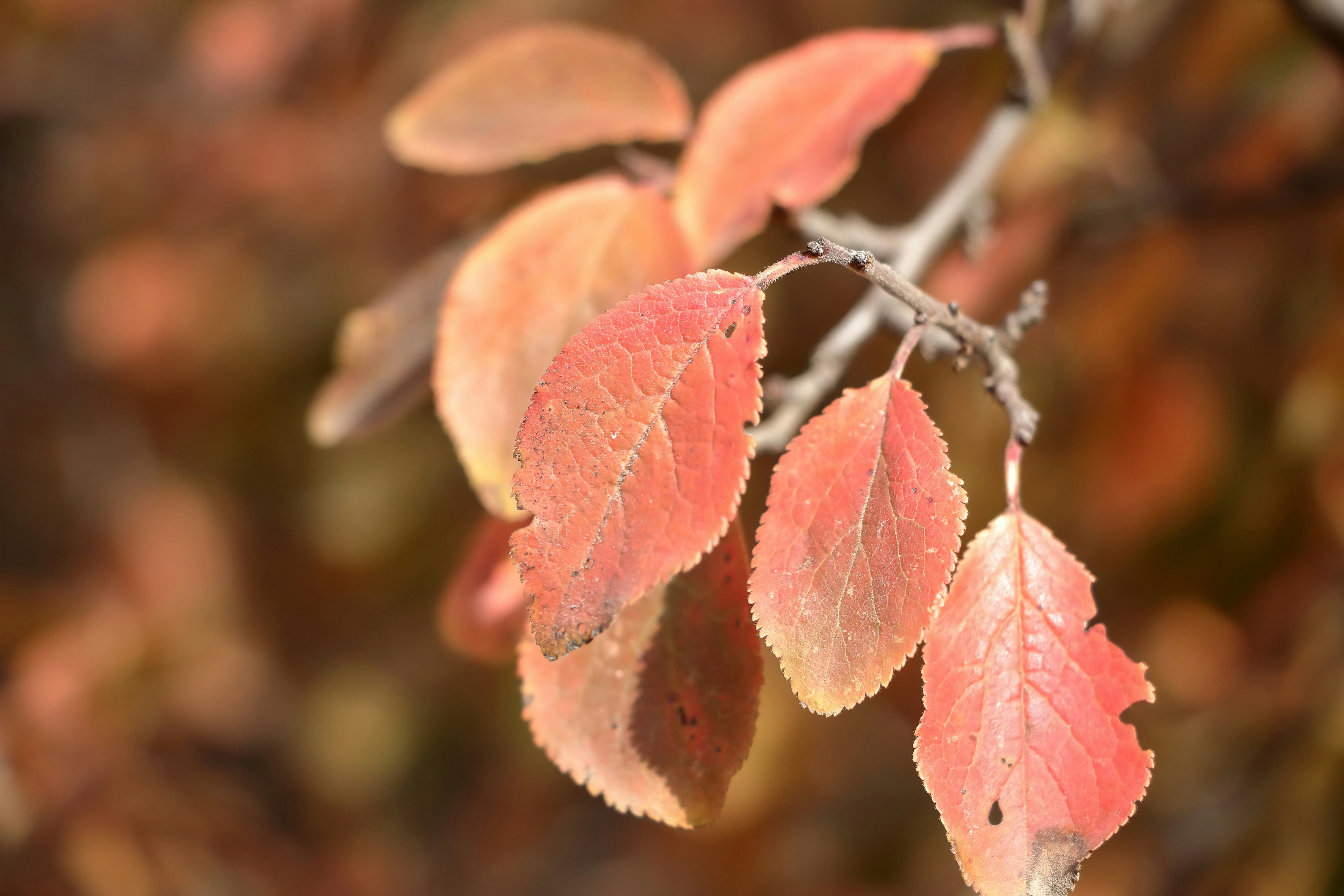 Autumn Rosette: Red Leaves in Soft Fall Blur