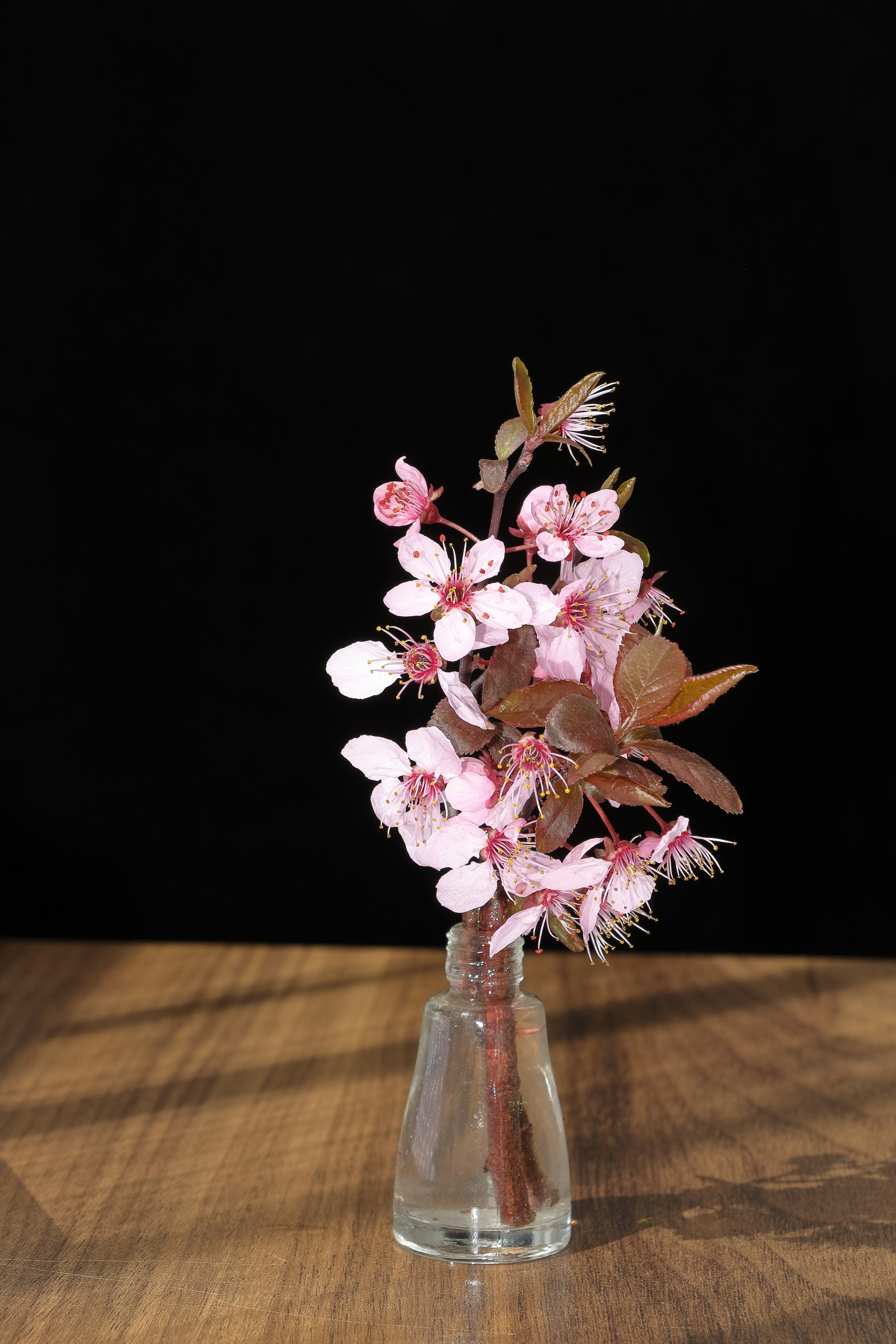 Blossoms in a Bottle: A Quiet Studio Still Life