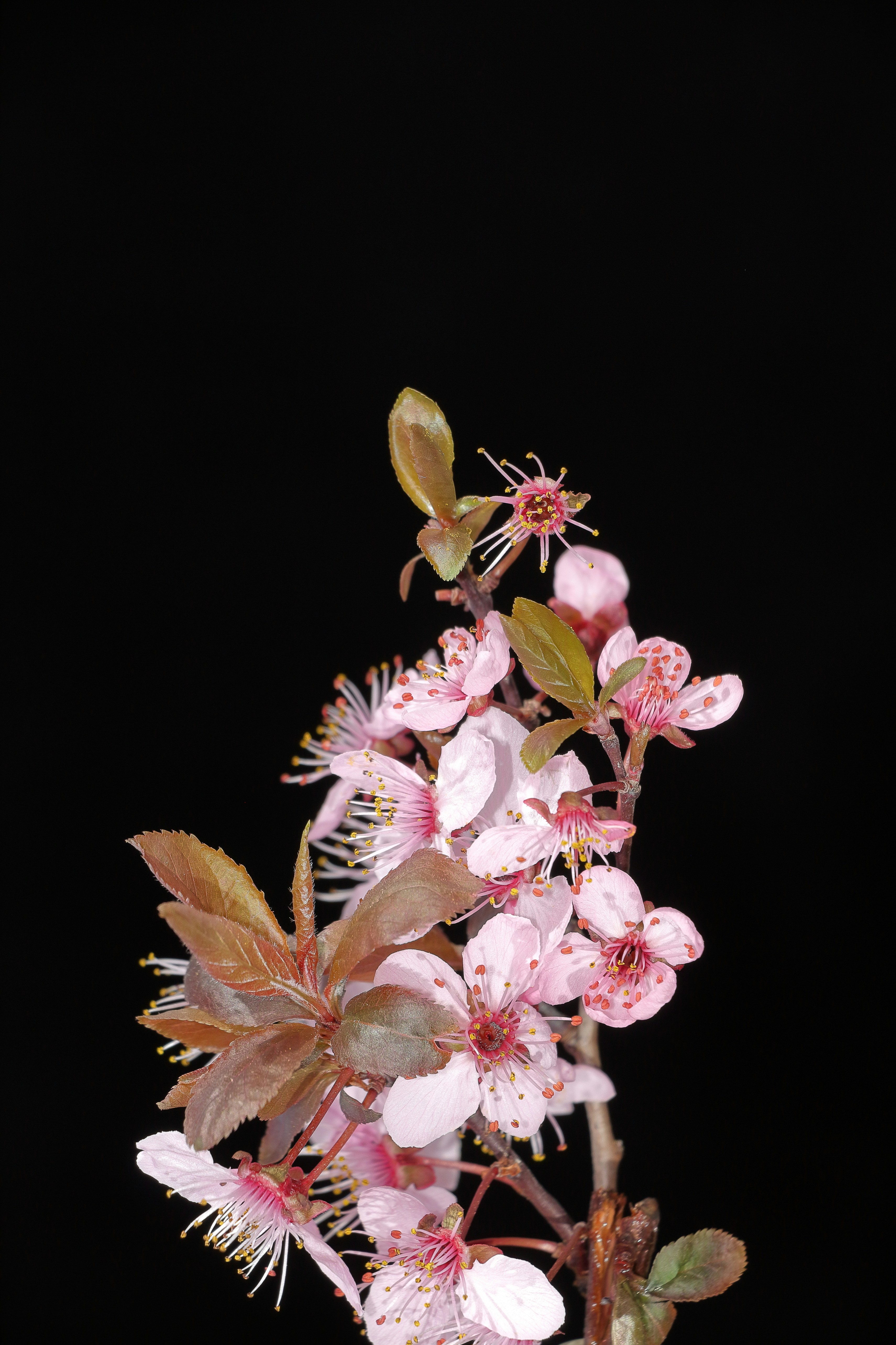 Blossoming Pink Spur: a slender branch of cherry-like blooms against night