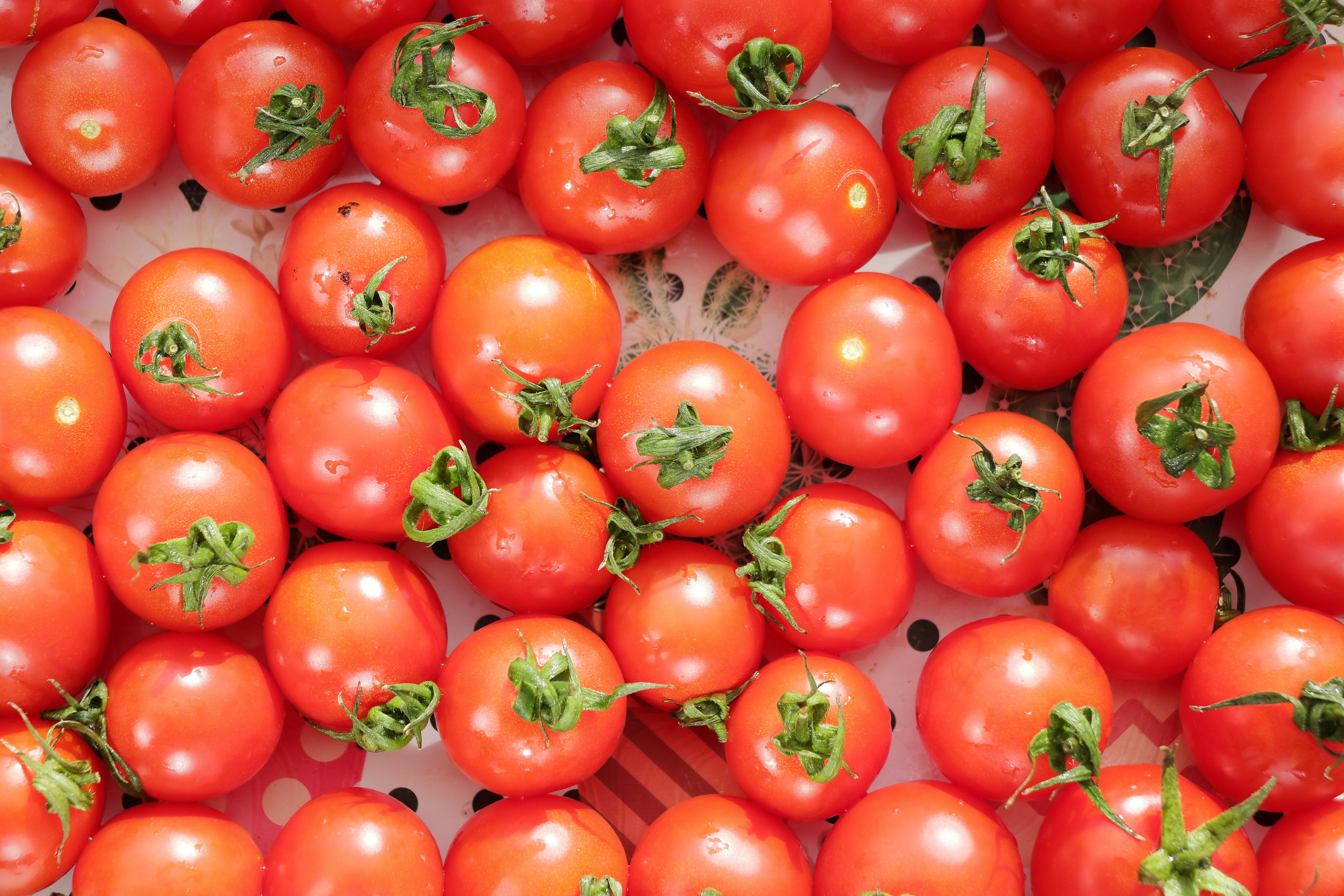 Vivid Cherry Harvest: A Close Parade of Red Orbs
