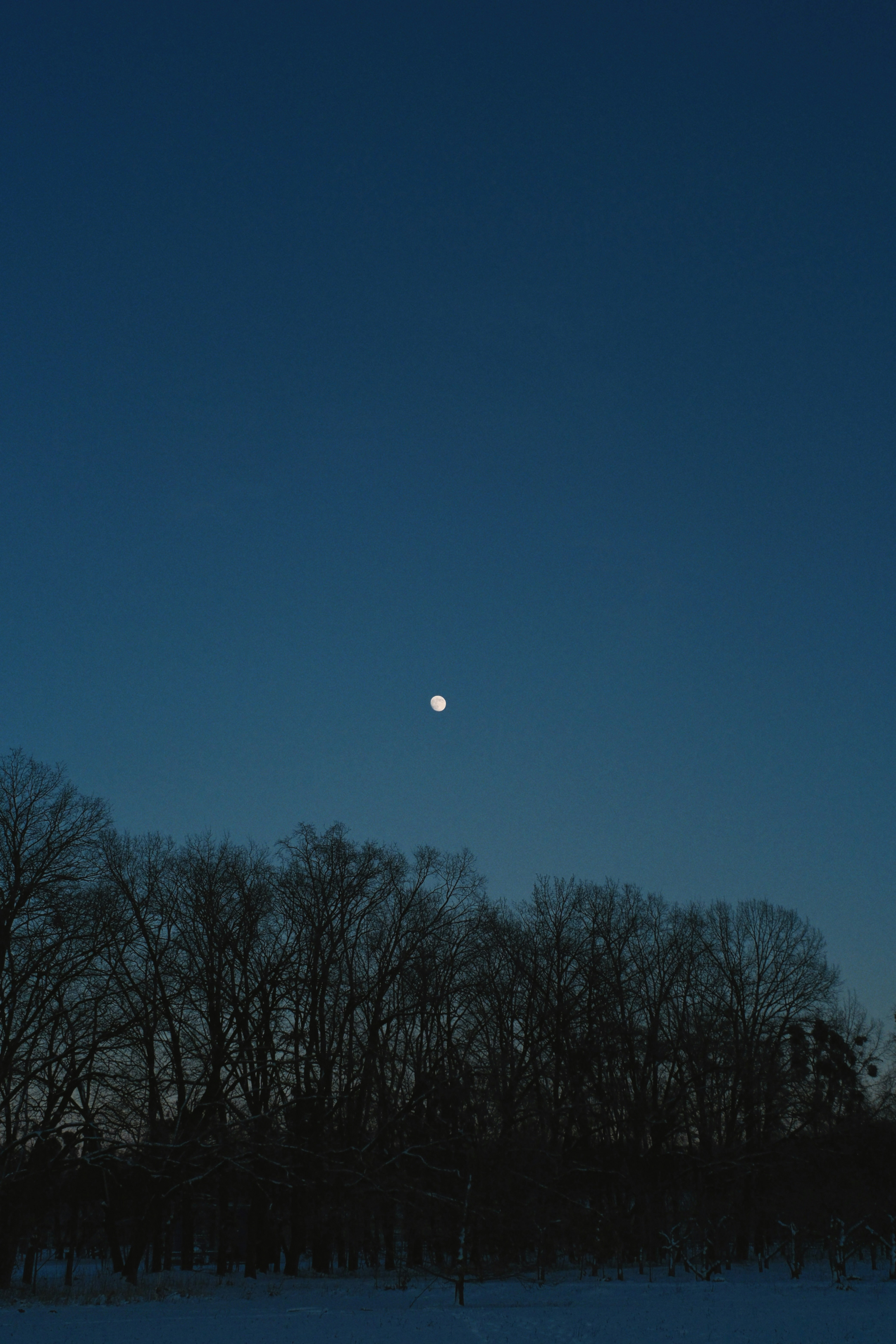 Moon Above the Winter Tree Line
