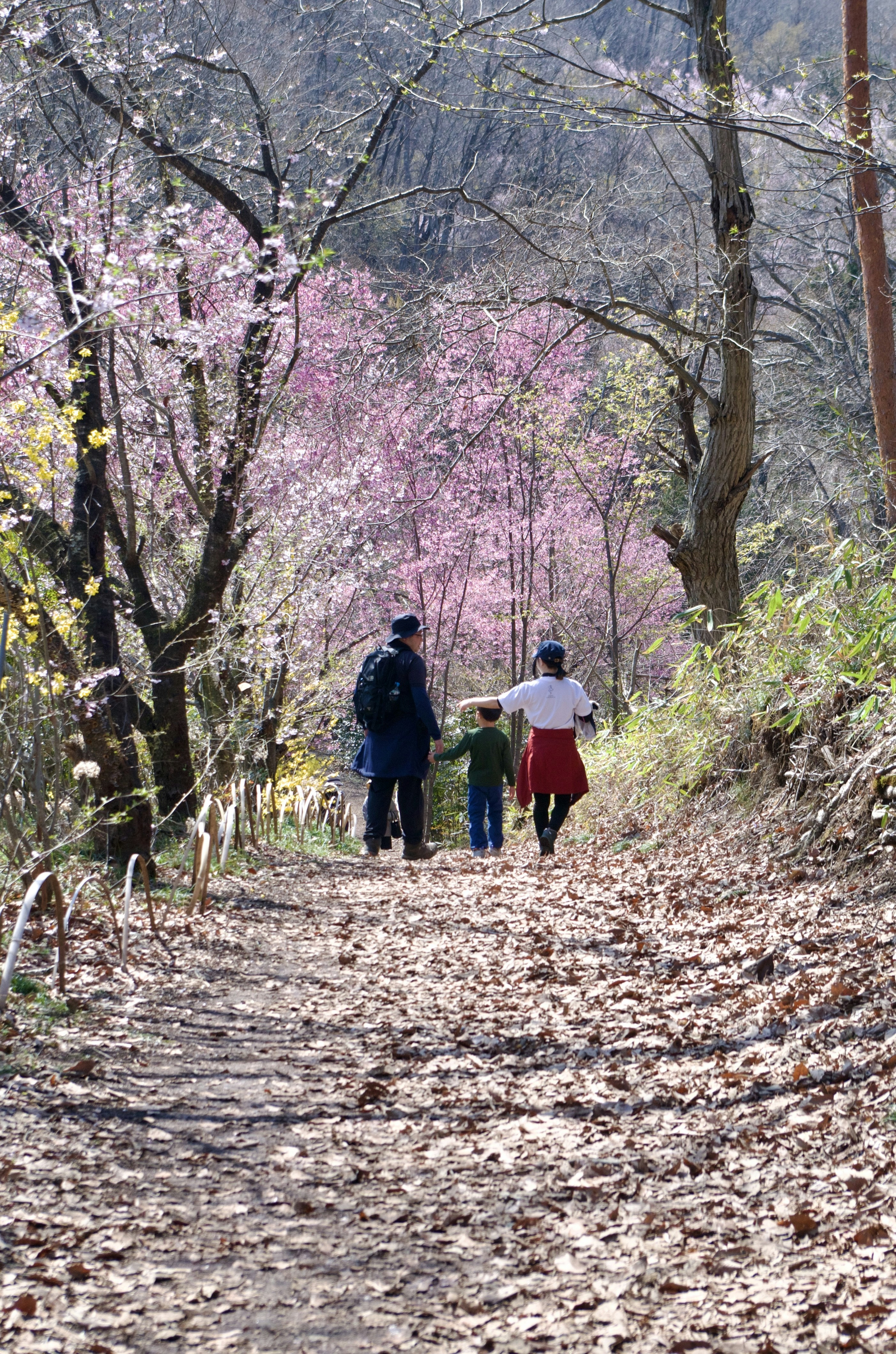 Springtime Stroll: A family Adventure Beneath Blush Blossoms