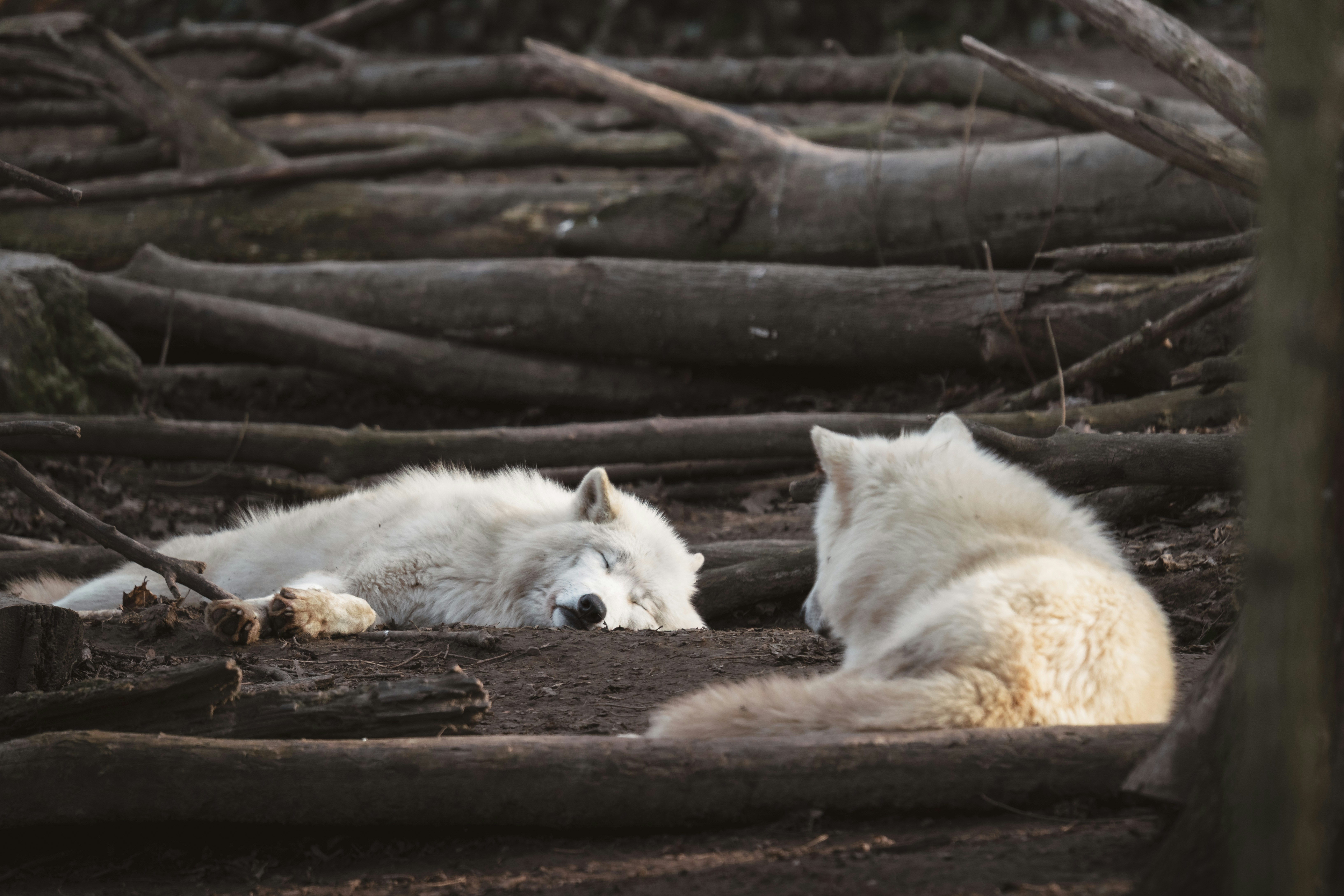 Soft Vigil: Two Arctic Wolves Rest Among Fallen Timber