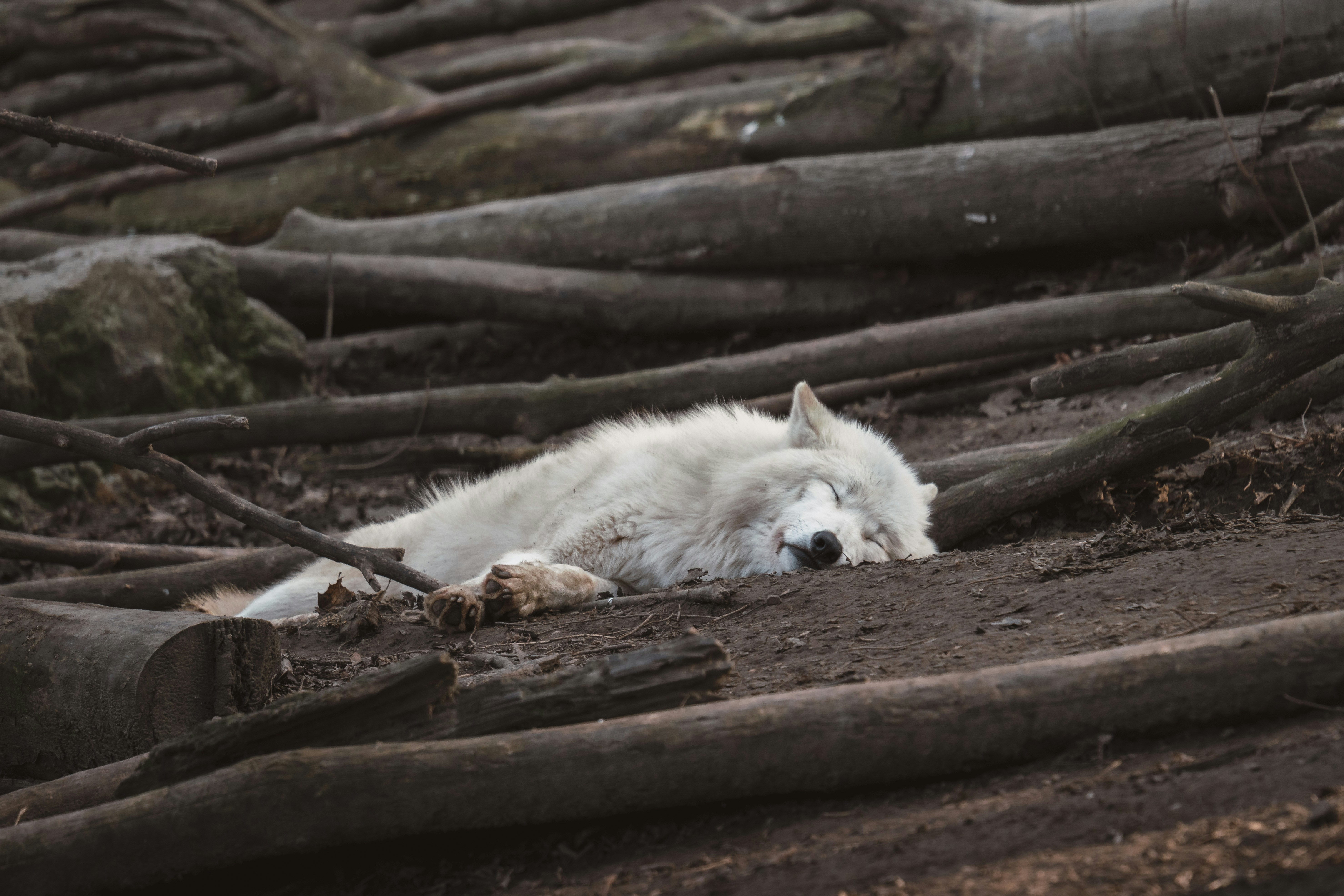 A white wolf lies on the forest ground among fallen logs, resting with eyes closed, conveying a moment of quiet repose; a natural wildlife scene.