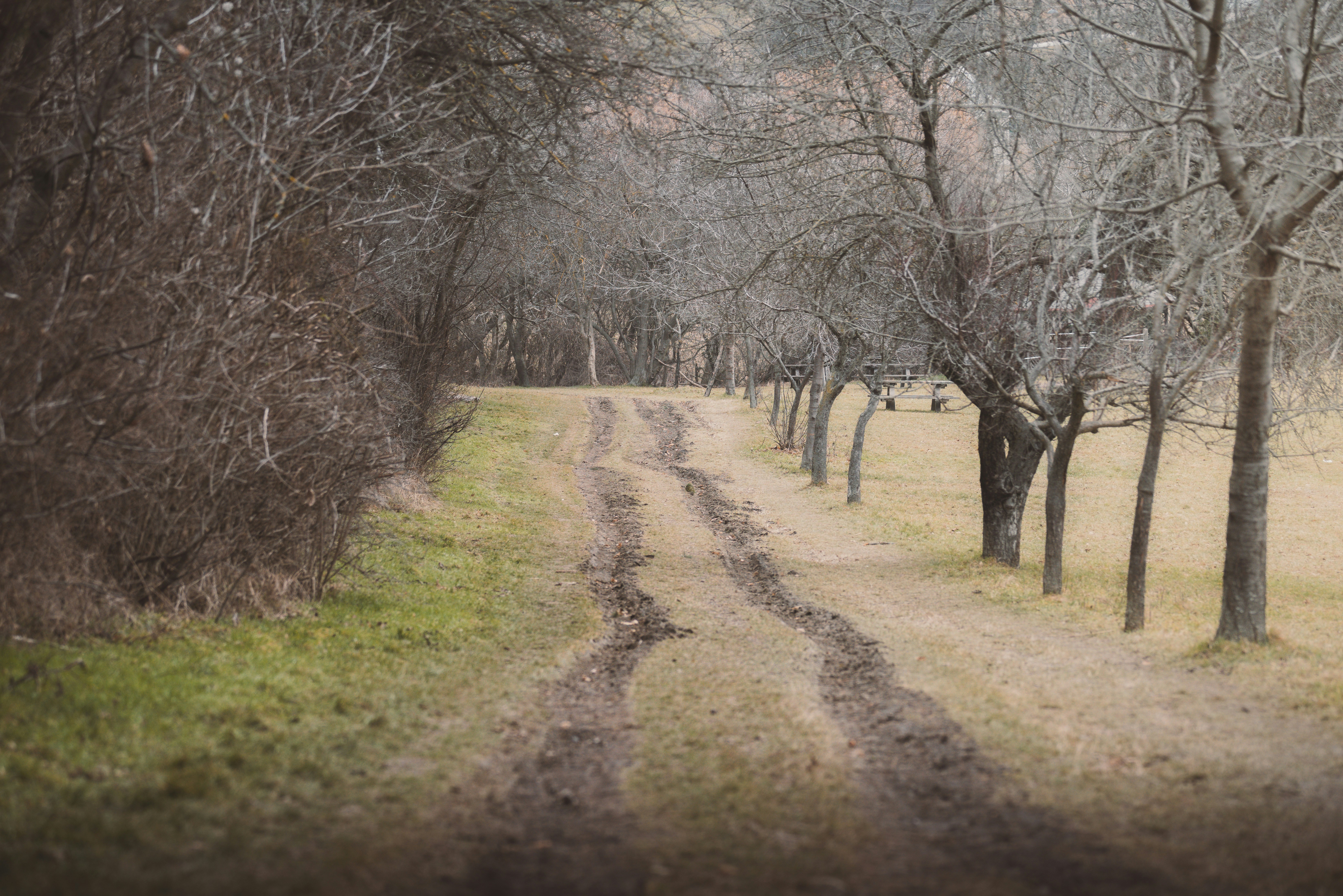 Dusty Woodland Path Carved by Tires