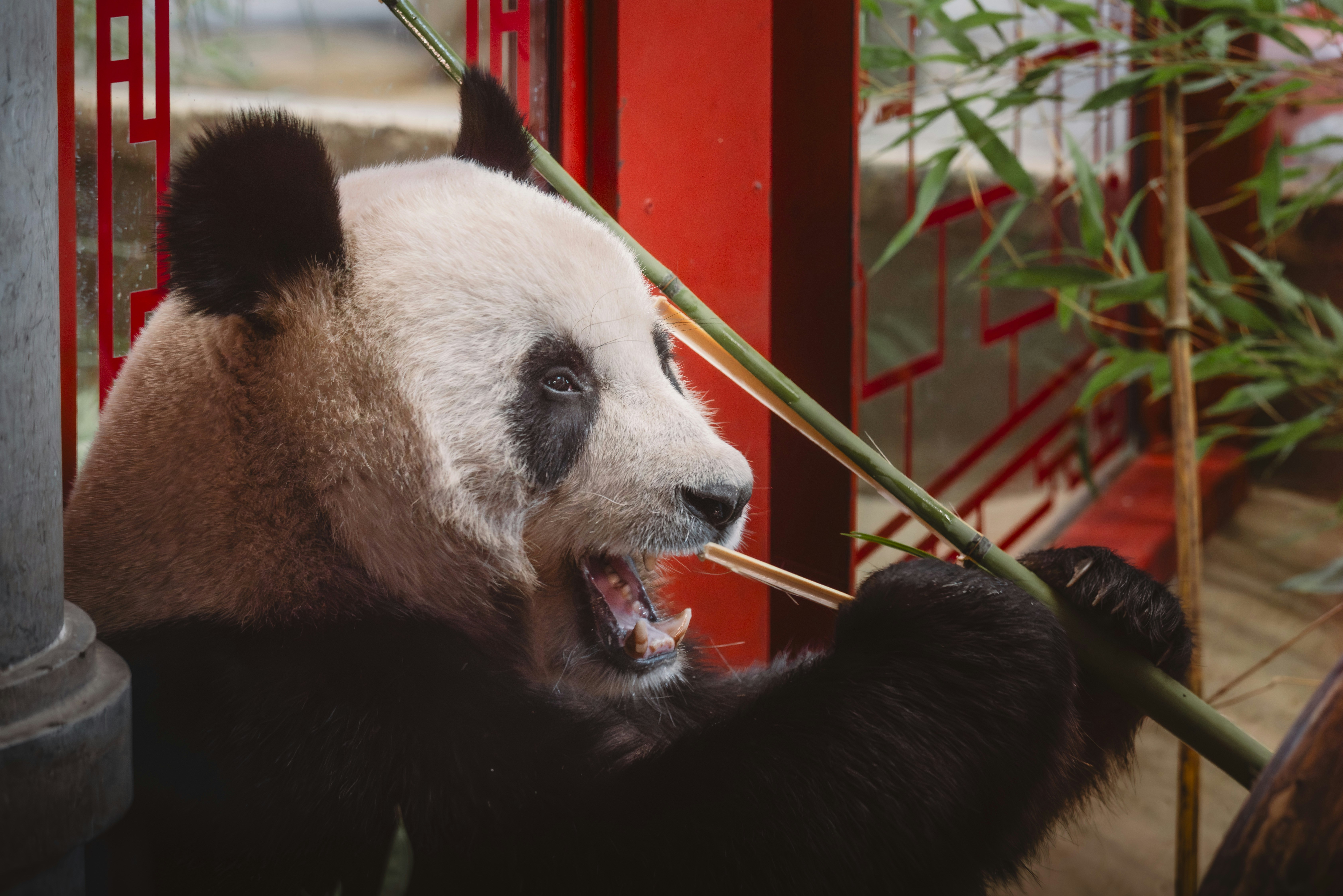 Panda in Cedar Enclosure: Chewing Bamboo Between Red Railings