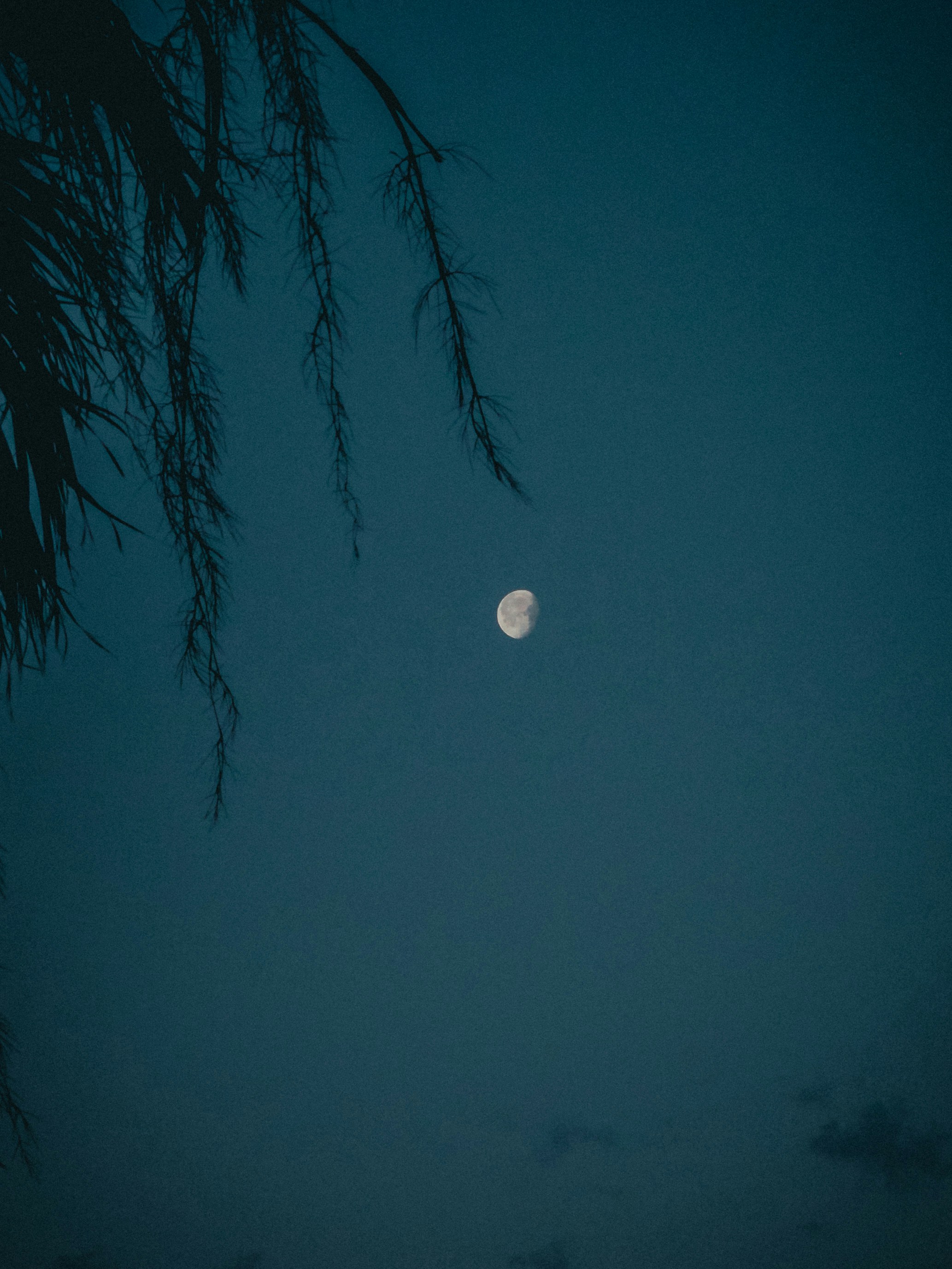 Moonlit Weedy Echoes: Night Sky with Dangling Foliage