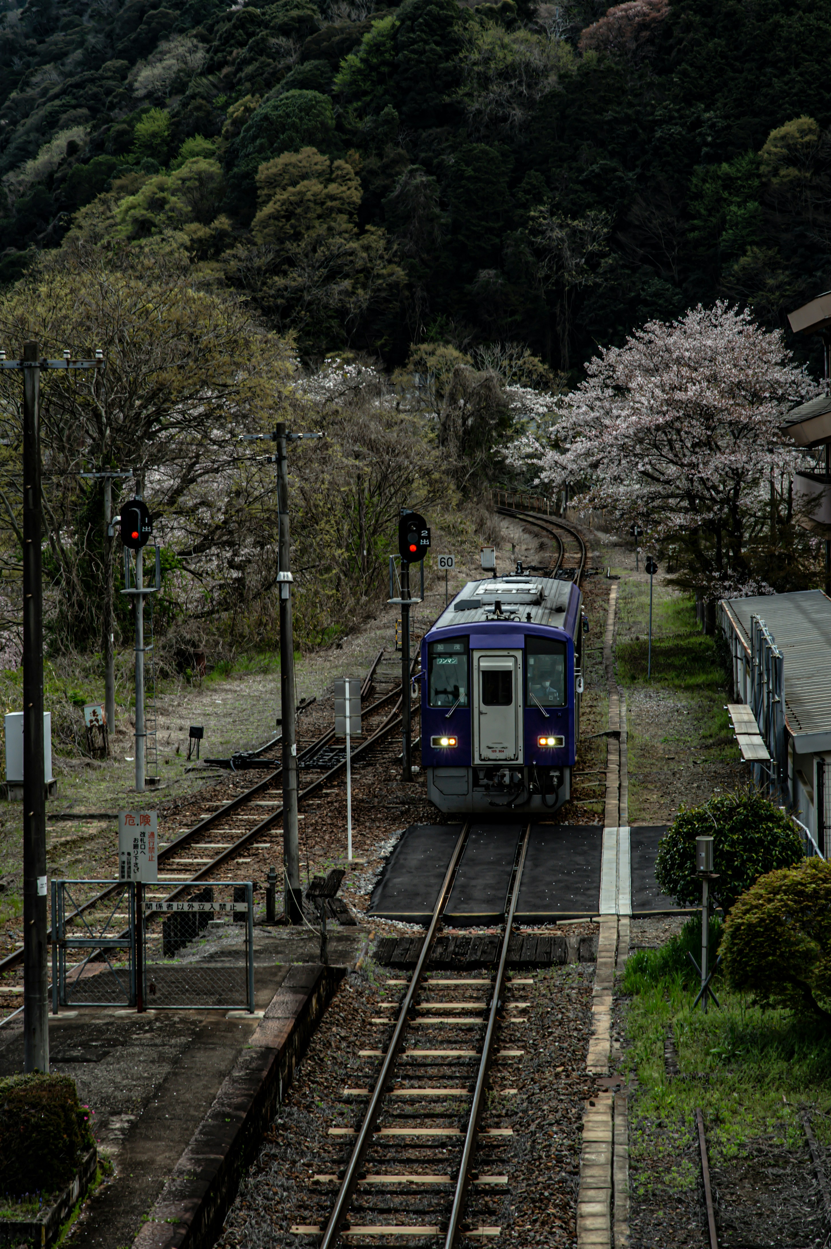 Blue commuter train approaching through blossoming cherry railway